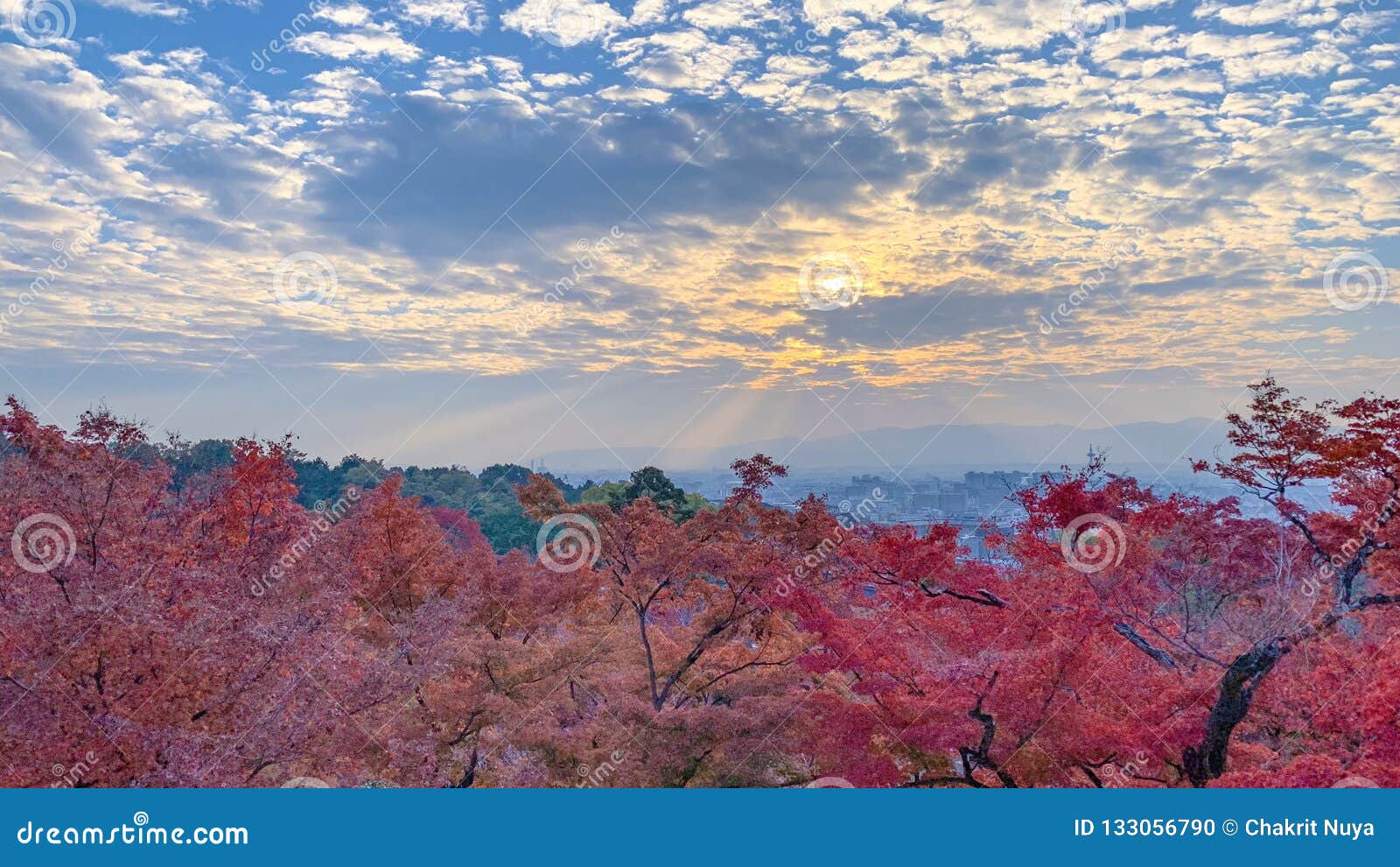 Spring stock photo. Image of leaf, japan, spring, season - 133056790