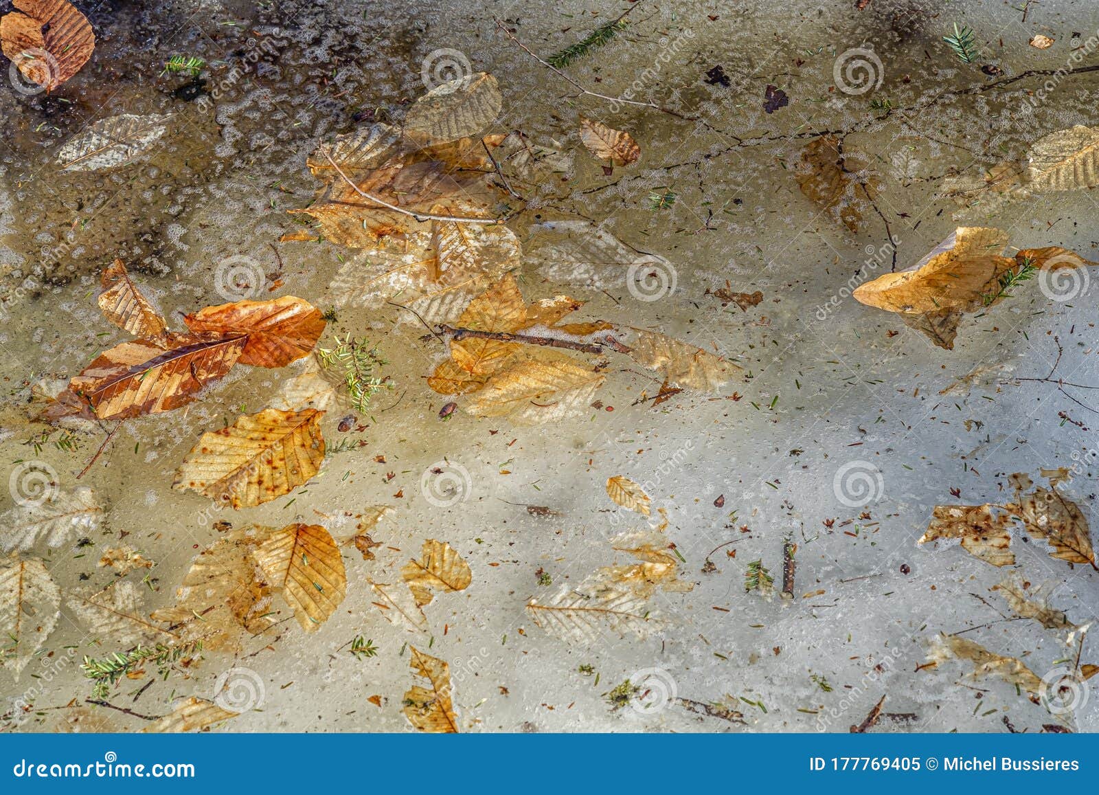 Spring Season Melting Ice Scene with Leaves Branches Stock Image ...