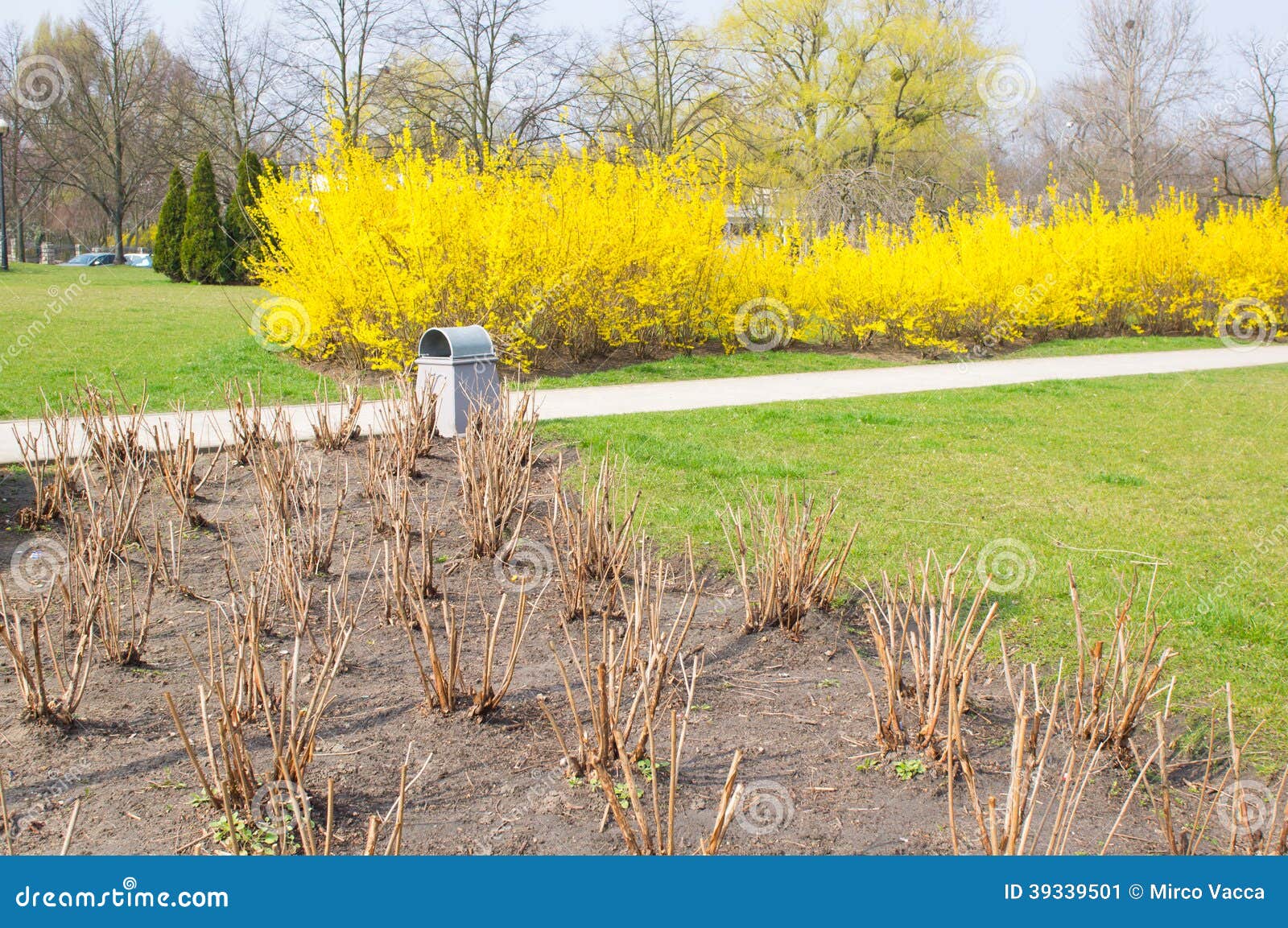Spring season stock image. Image of seasonal, trees, yellow - 39339501