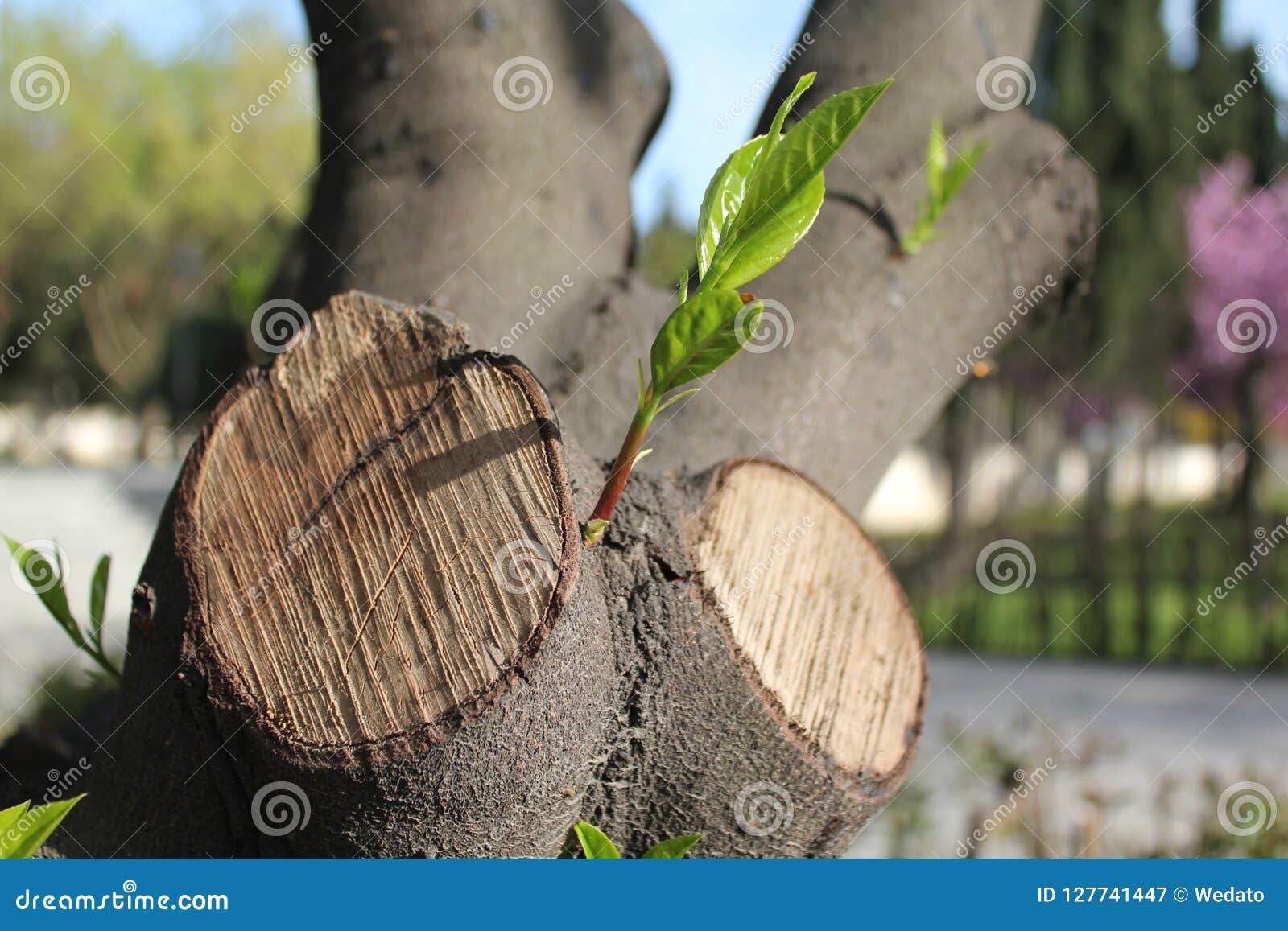 Spring Season Sprouted Tree Branch and Leaf Stock Image - Image of ...