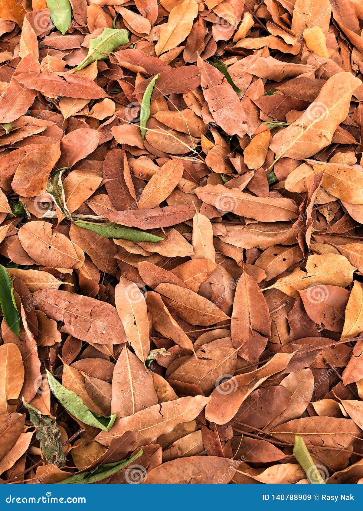 The spring seasons stock image. Image of coming, leaves - 140788909