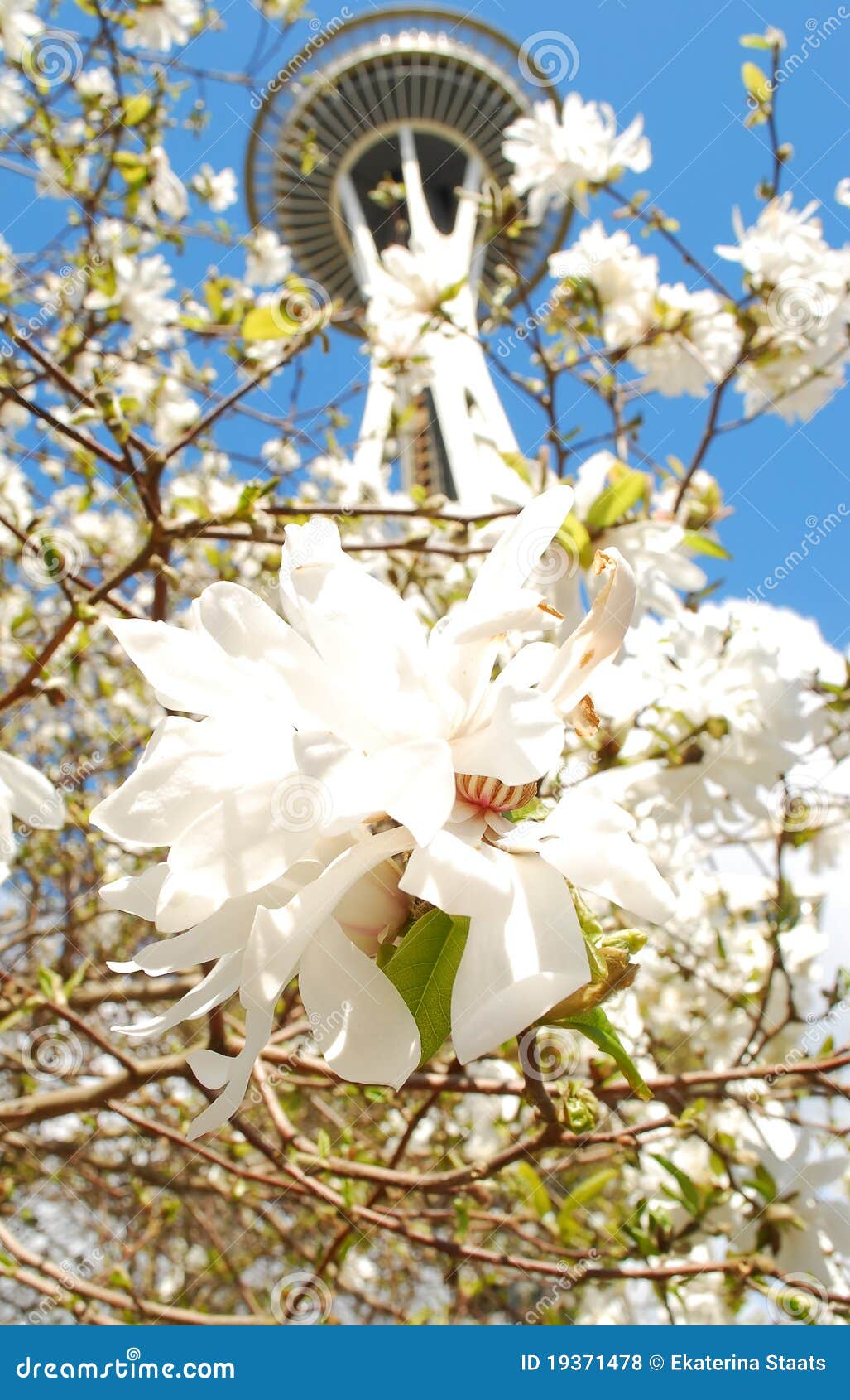 Spring in Seattle. editorial stock photo. Image of tree - 19371478