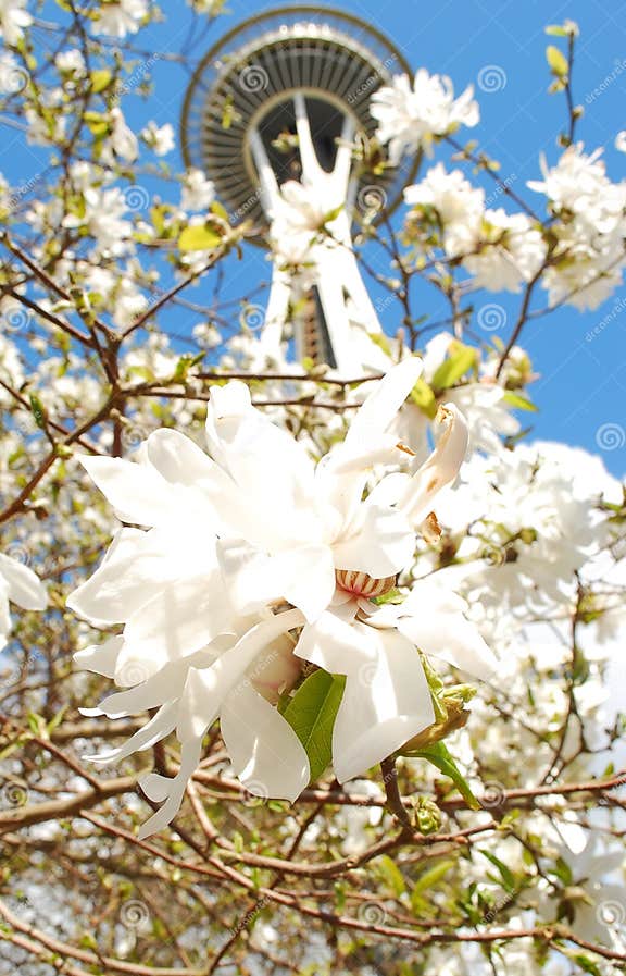 Spring in Seattle. editorial stock photo. Image of tree - 19371478