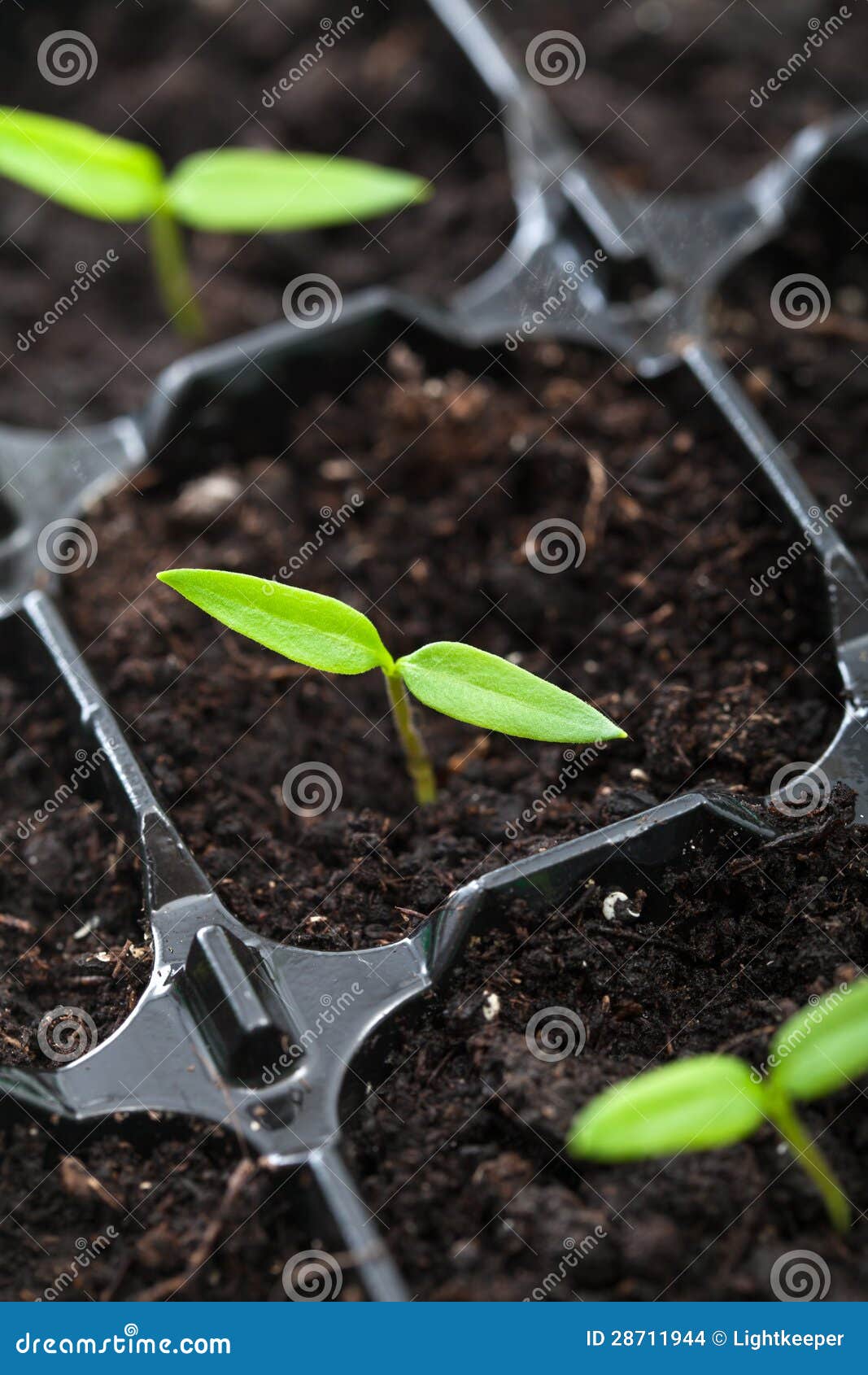 Spring seedling growing stock photo. Image of hope, small - 28711944