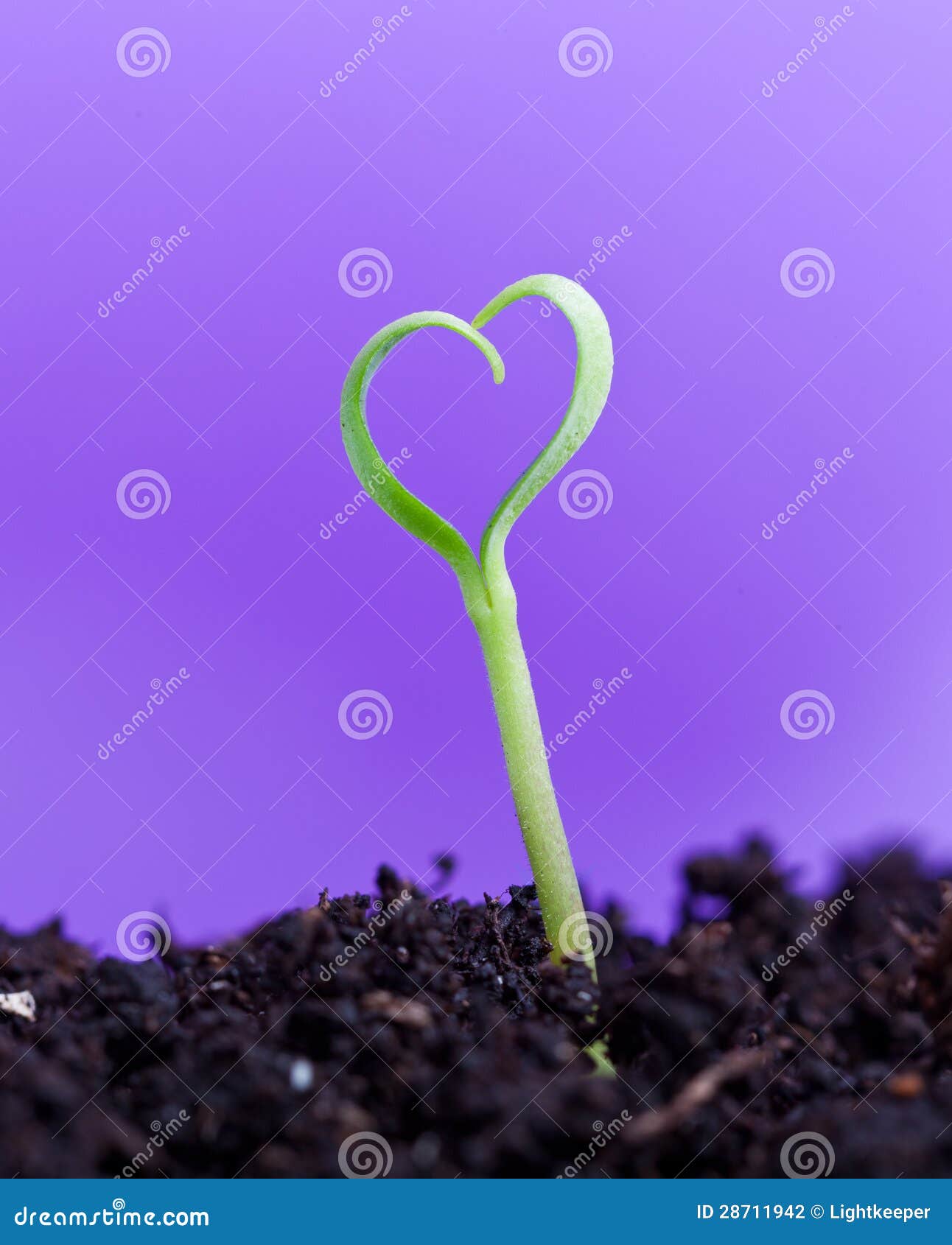Spring Seedling in Shape of Heart Stock Photo - Image of soil, leaf ...