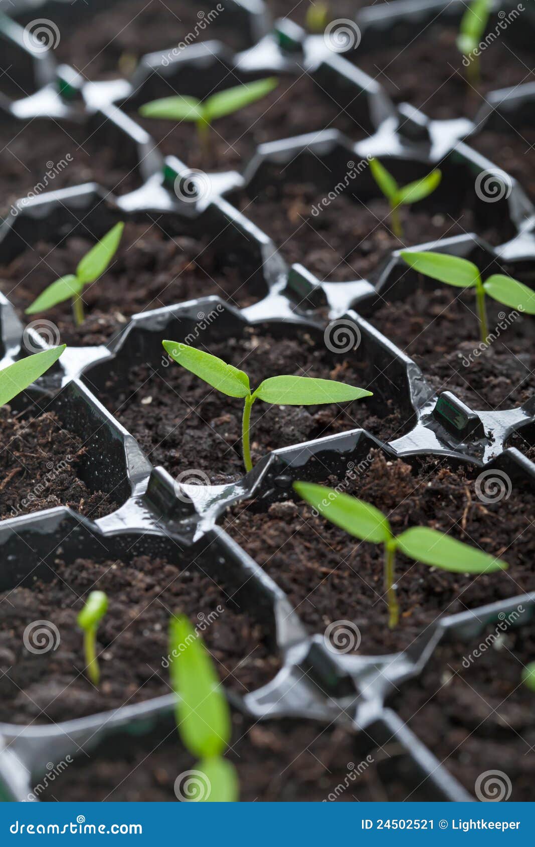 Spring Seedlings in Black Tray Stock Image - Image of fresh, earth ...