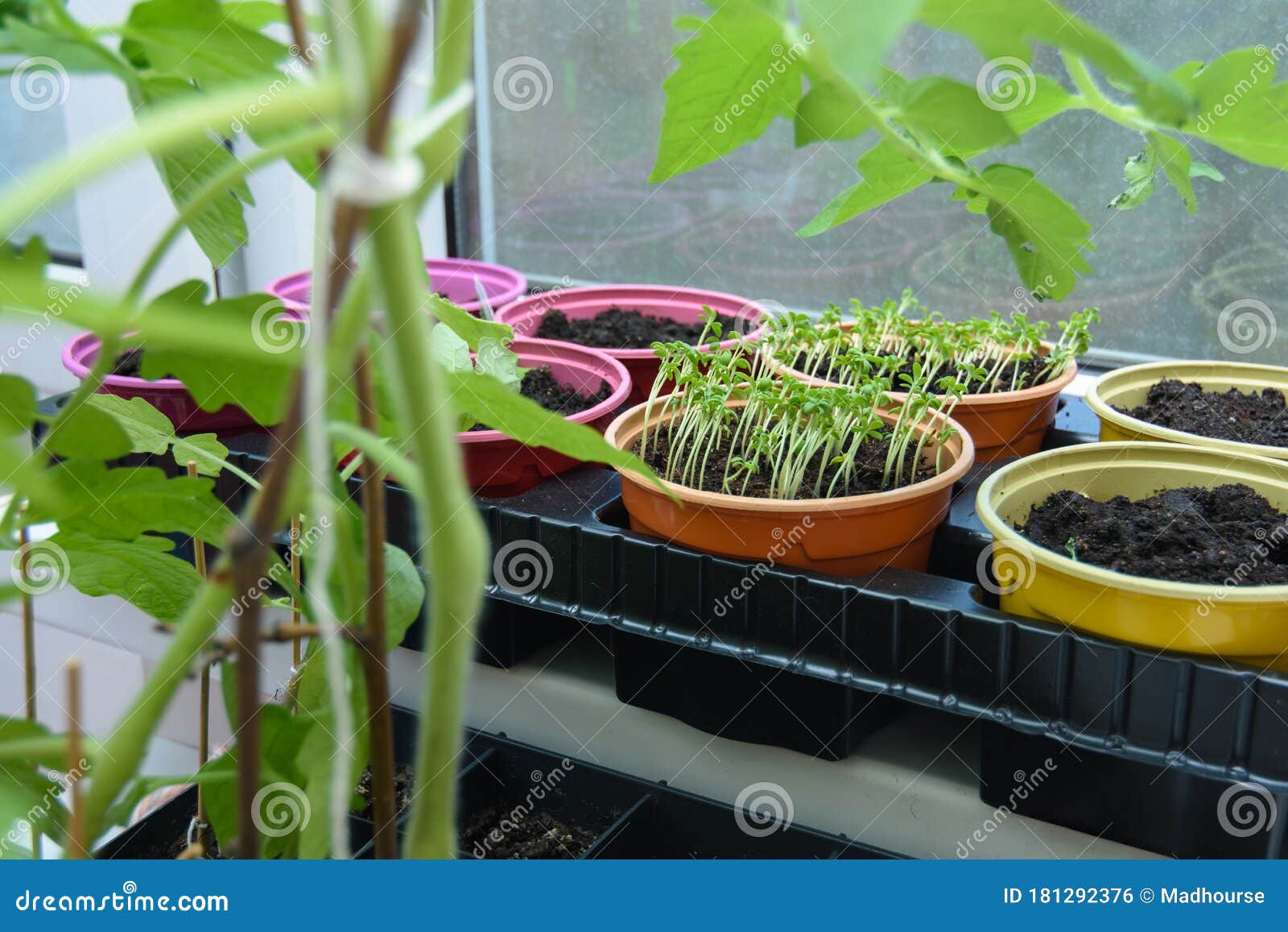 Spring Seedlings Growing on the Window, Sprouted Plants Stock Photo ...
