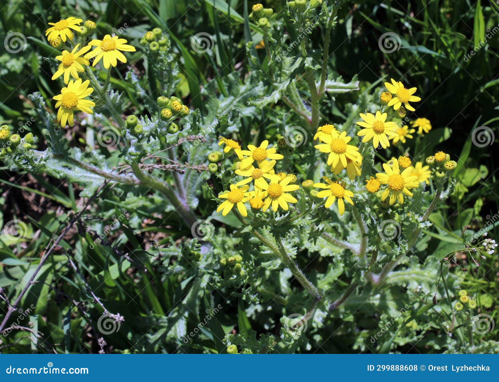 In Spring, Senecio Vernalis Grows in Nature Stock Photo - Image of ...
