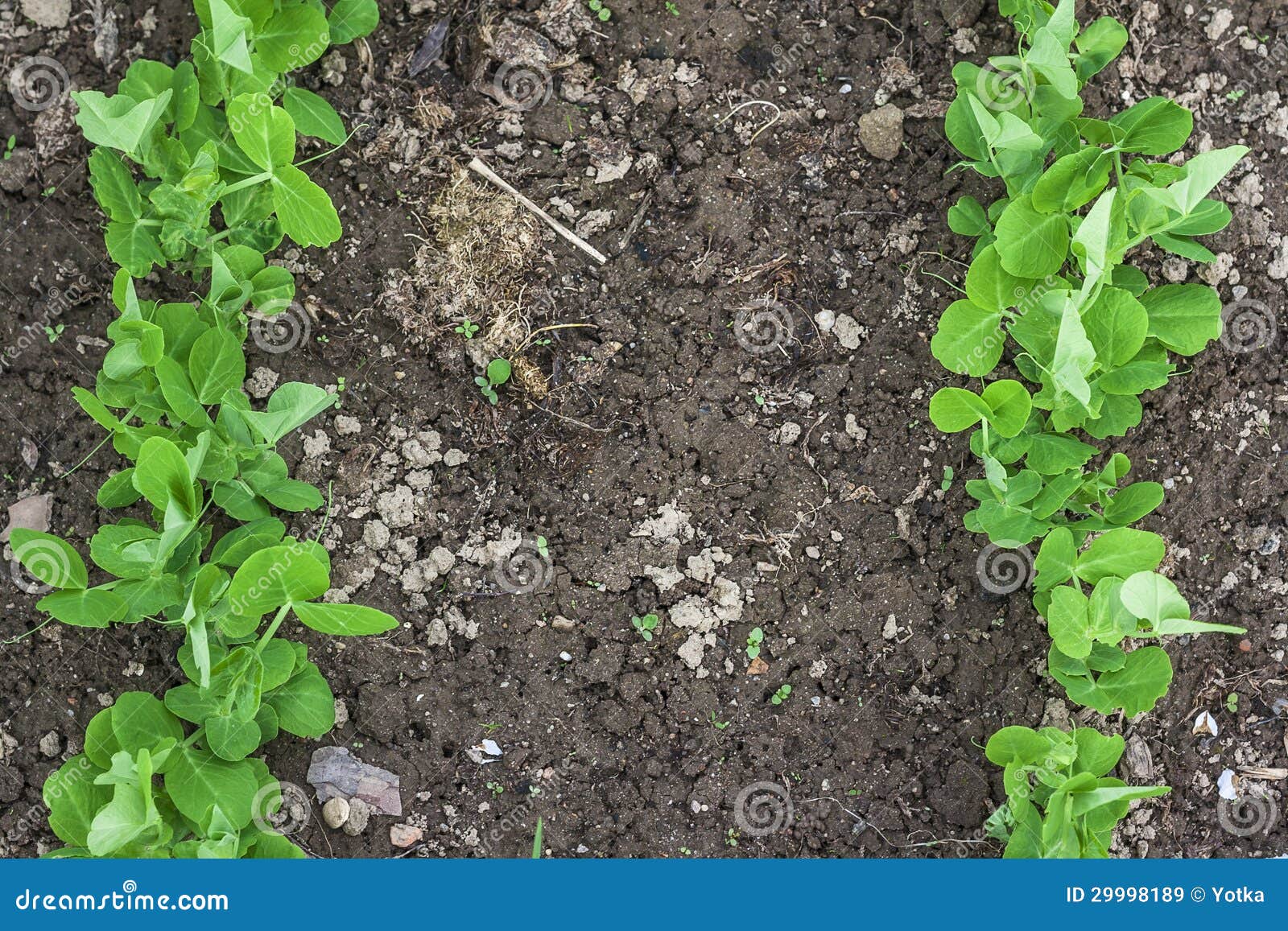 Cultivation Patch Garden Green Peas Spring Stock Image - Image of peas ...