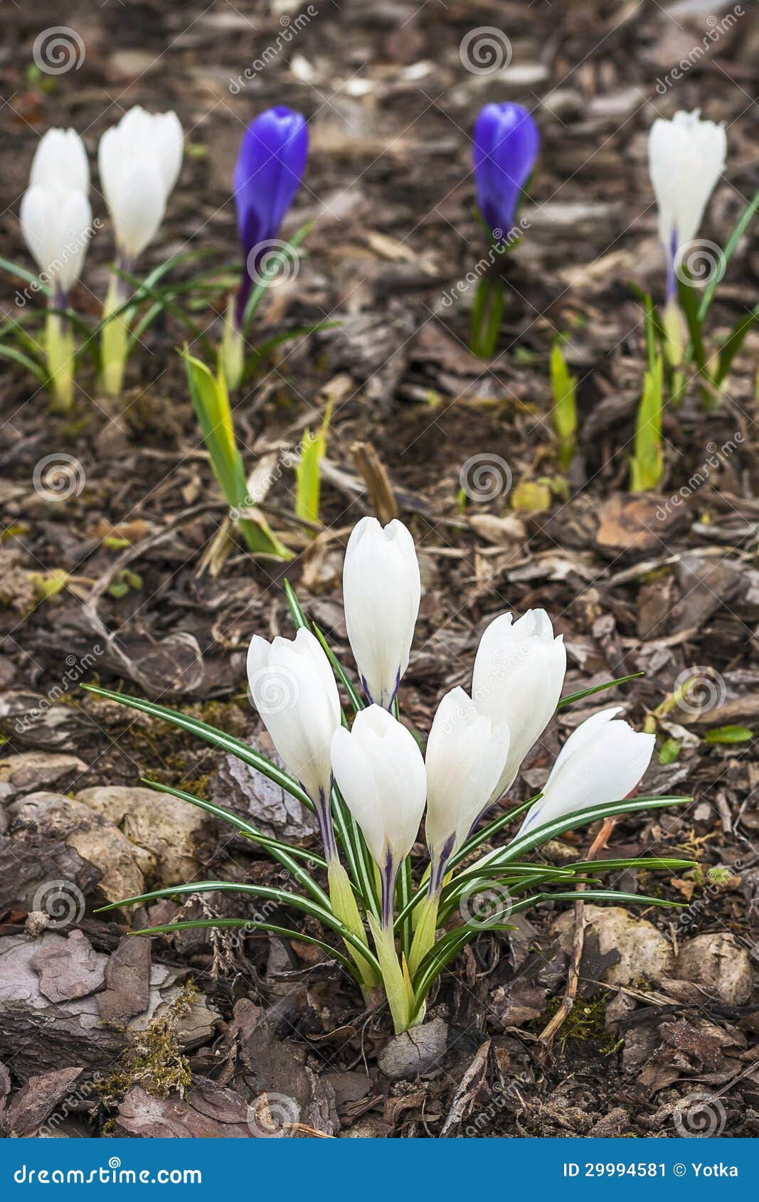 Crocus Crocuses Flower Floral Spring Plants Nature Stock Image - Image ...