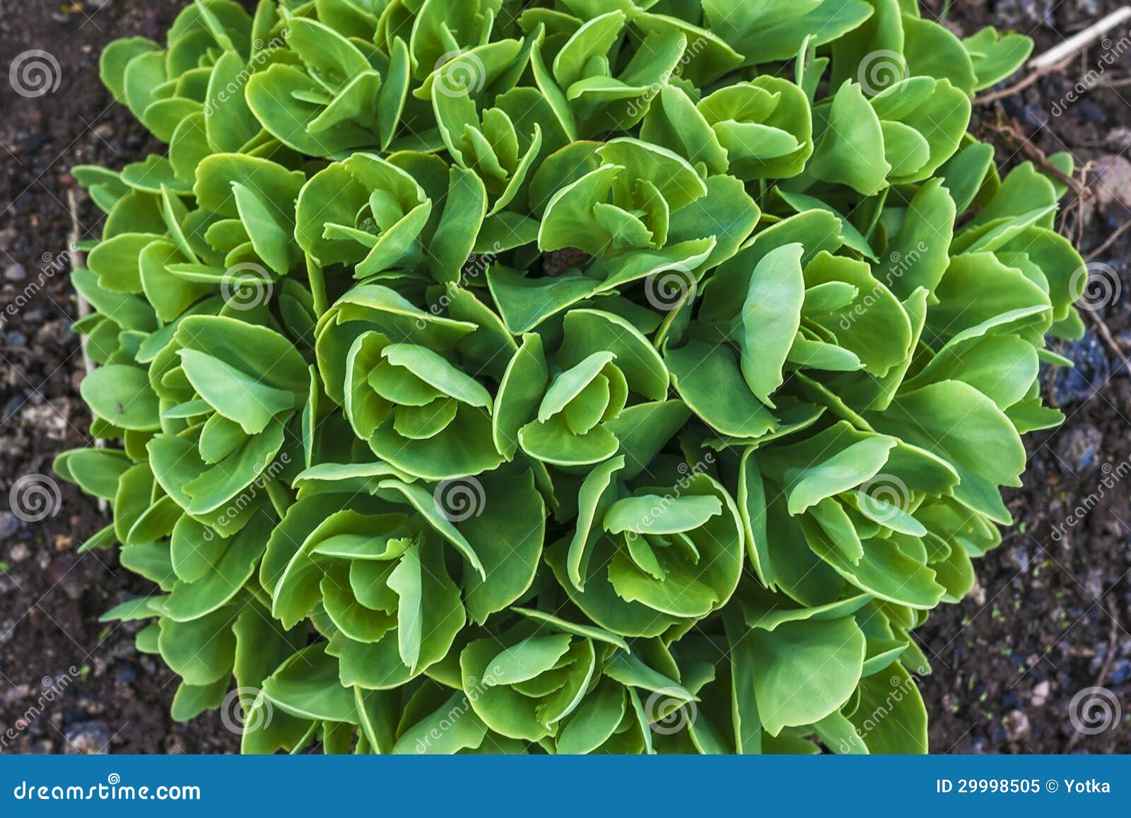 Sedum Flower Floral Spring Plants Nature Stock Image - Image of sedum ...