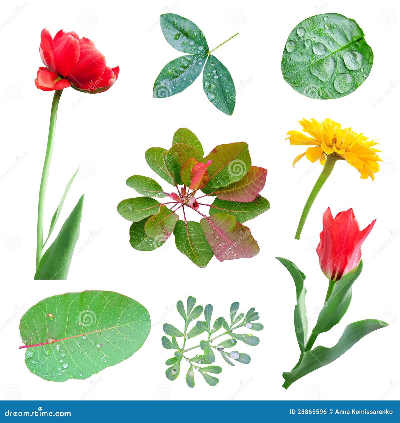 Spring Set of Leaves and Flowers Stock Photo - Image of macro, lush ...