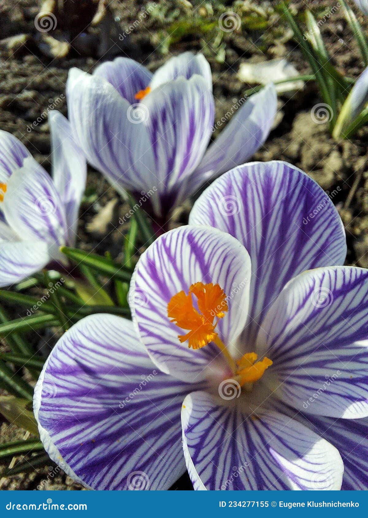 Spring Shafran Flowers stock image. Image of shafran - 234277155