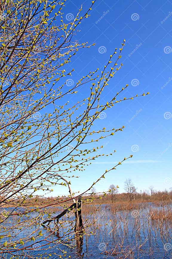 Spring sheet stock image. Image of branch, fresh, growth - 12820749