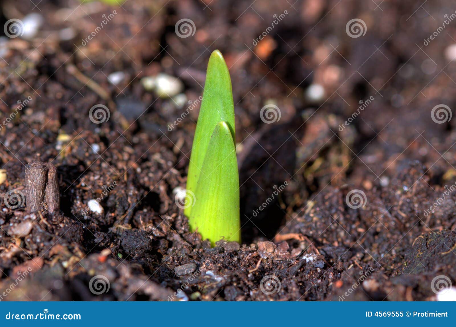 Spring shoot stock image. Image of flower, germinating - 4569555