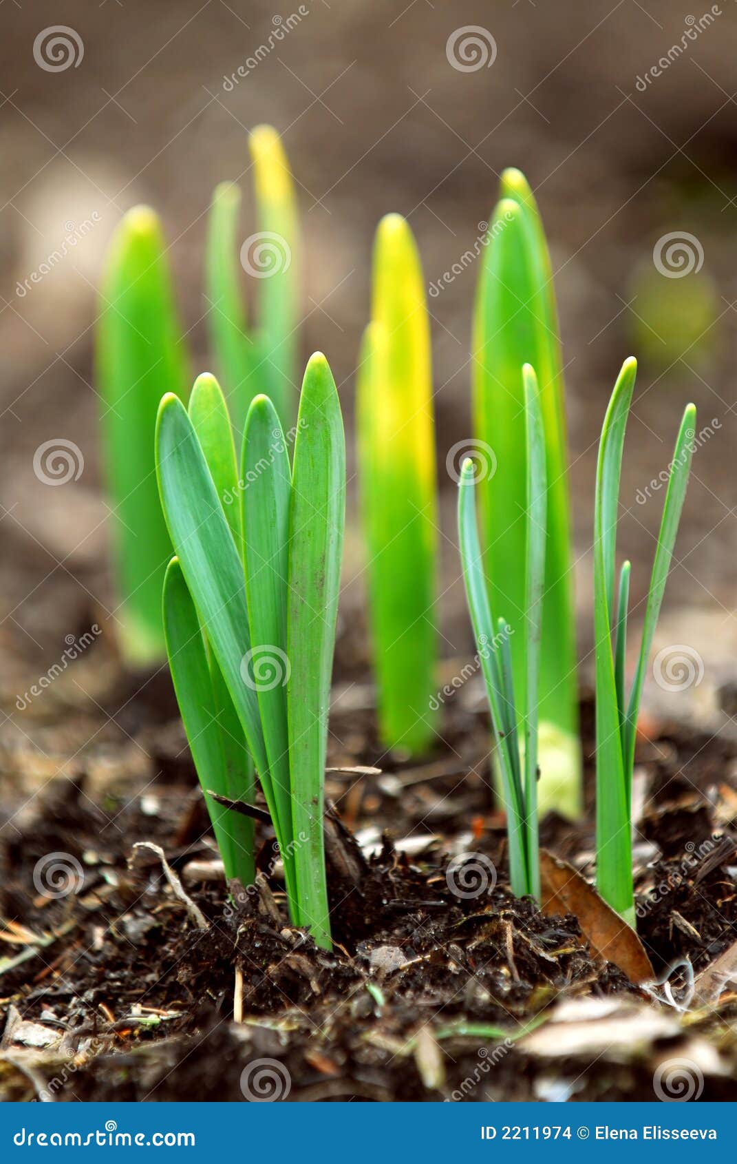 Spring shoots stock photo. Image of detail, green, growth - 2211974