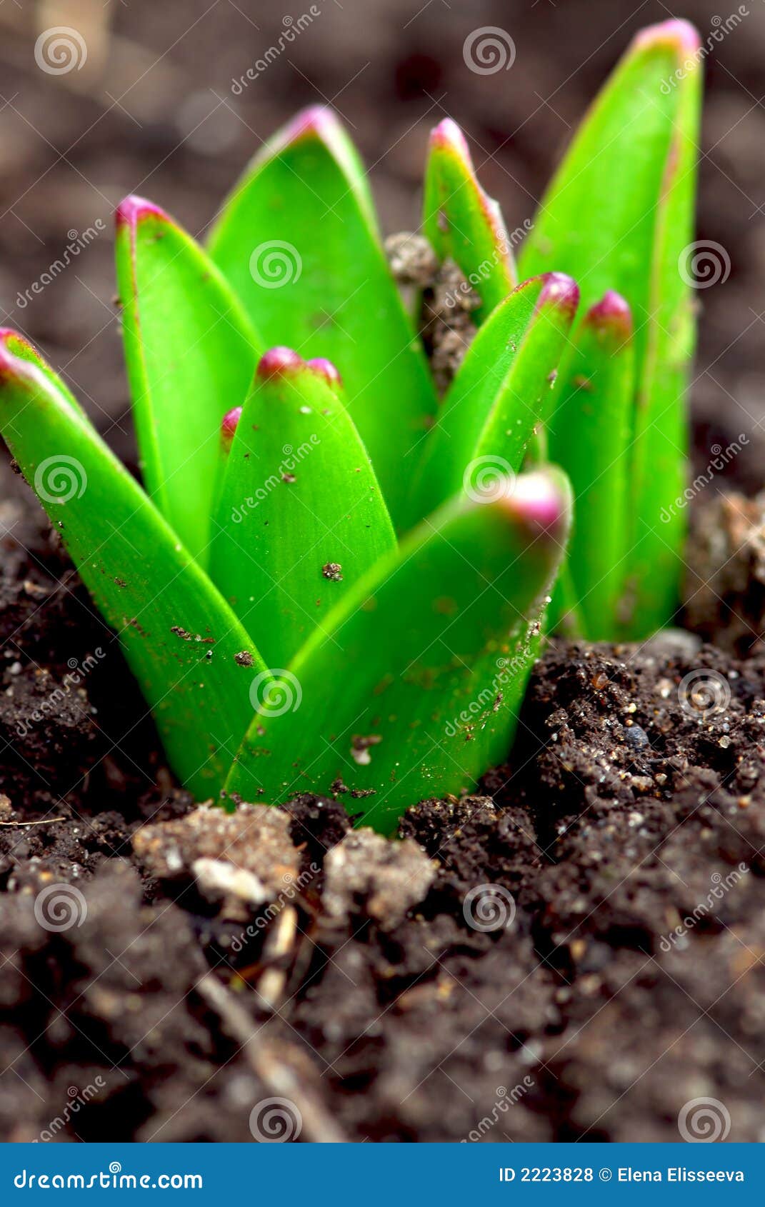 Spring shoots stock photo. Image of leaf, nature, detail - 2223828