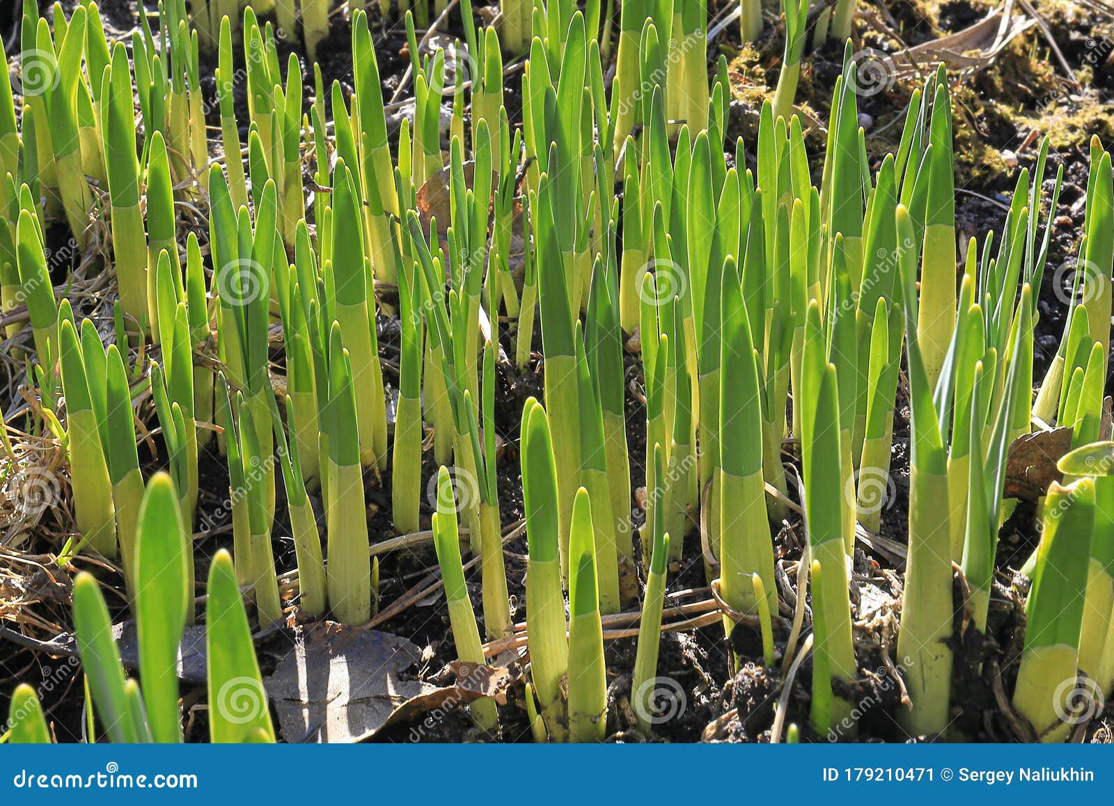 Spring Shoots of Daffodils in the Garden Stock Image - Image of macro ...