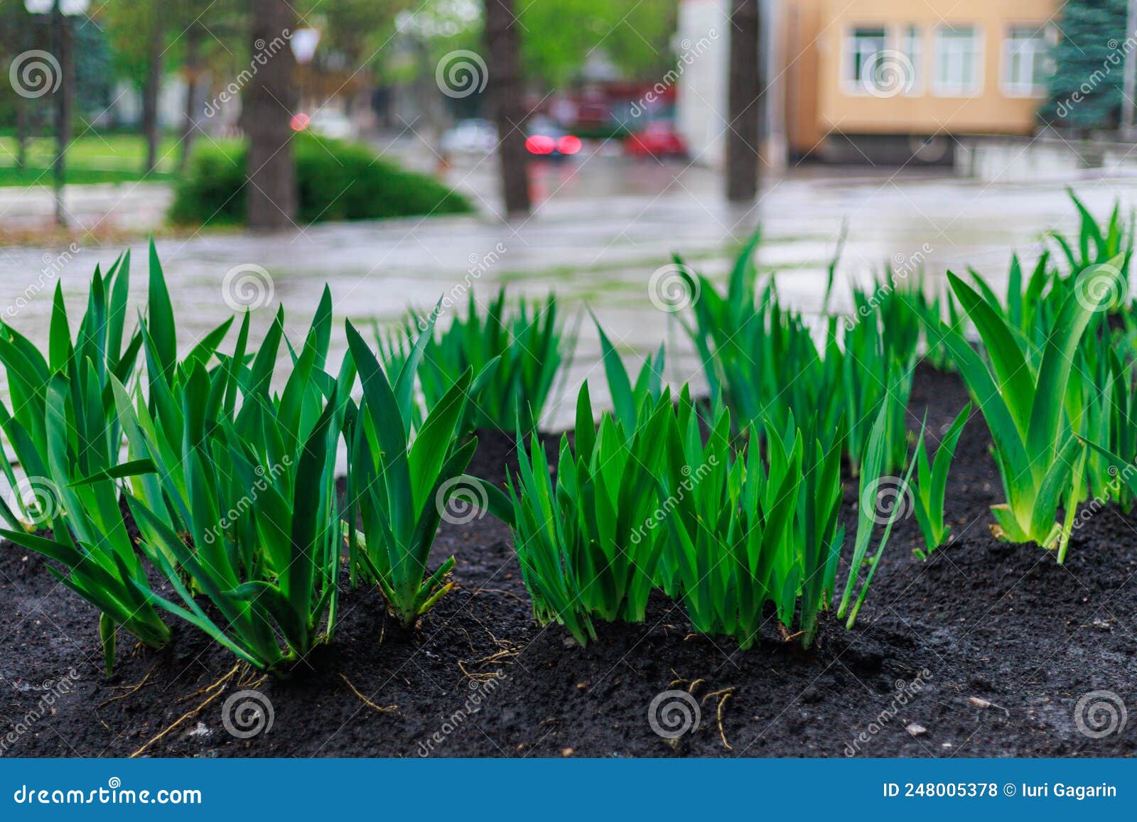 Spring Shoots of Flowers in a Flower Bed after Rain. Background with ...