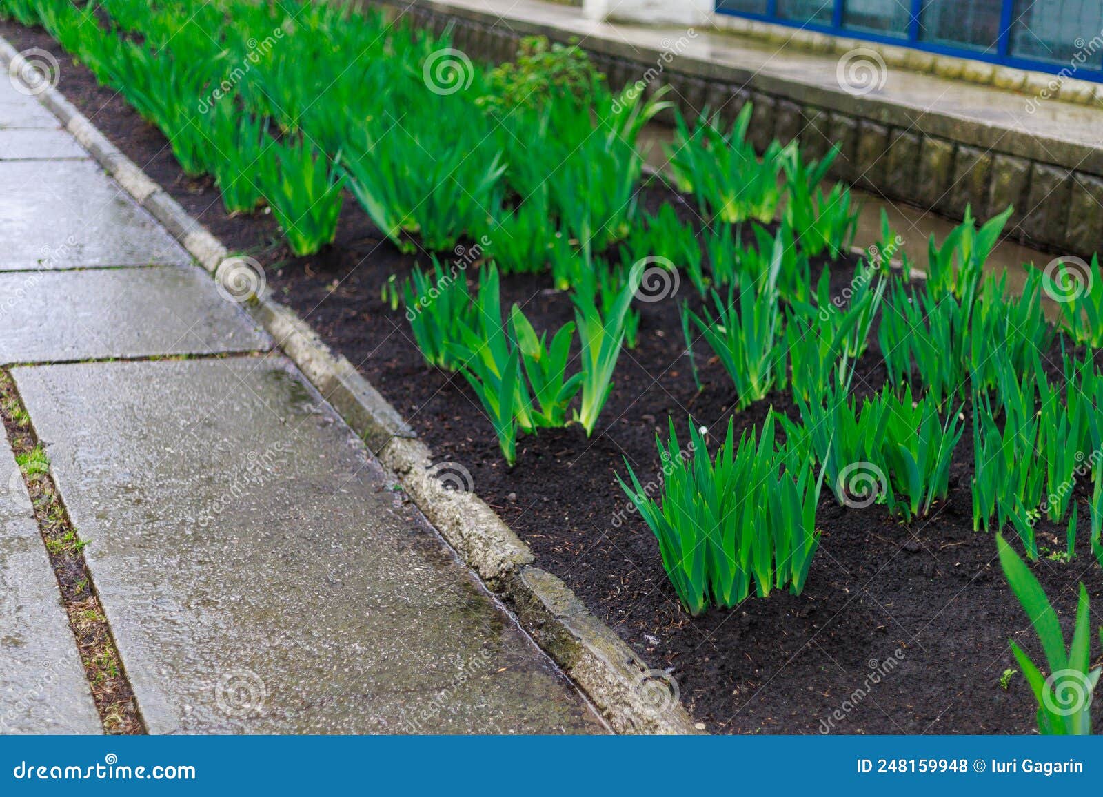Spring Shoots of Flowers in a Flower Bed after Rain. Background with ...