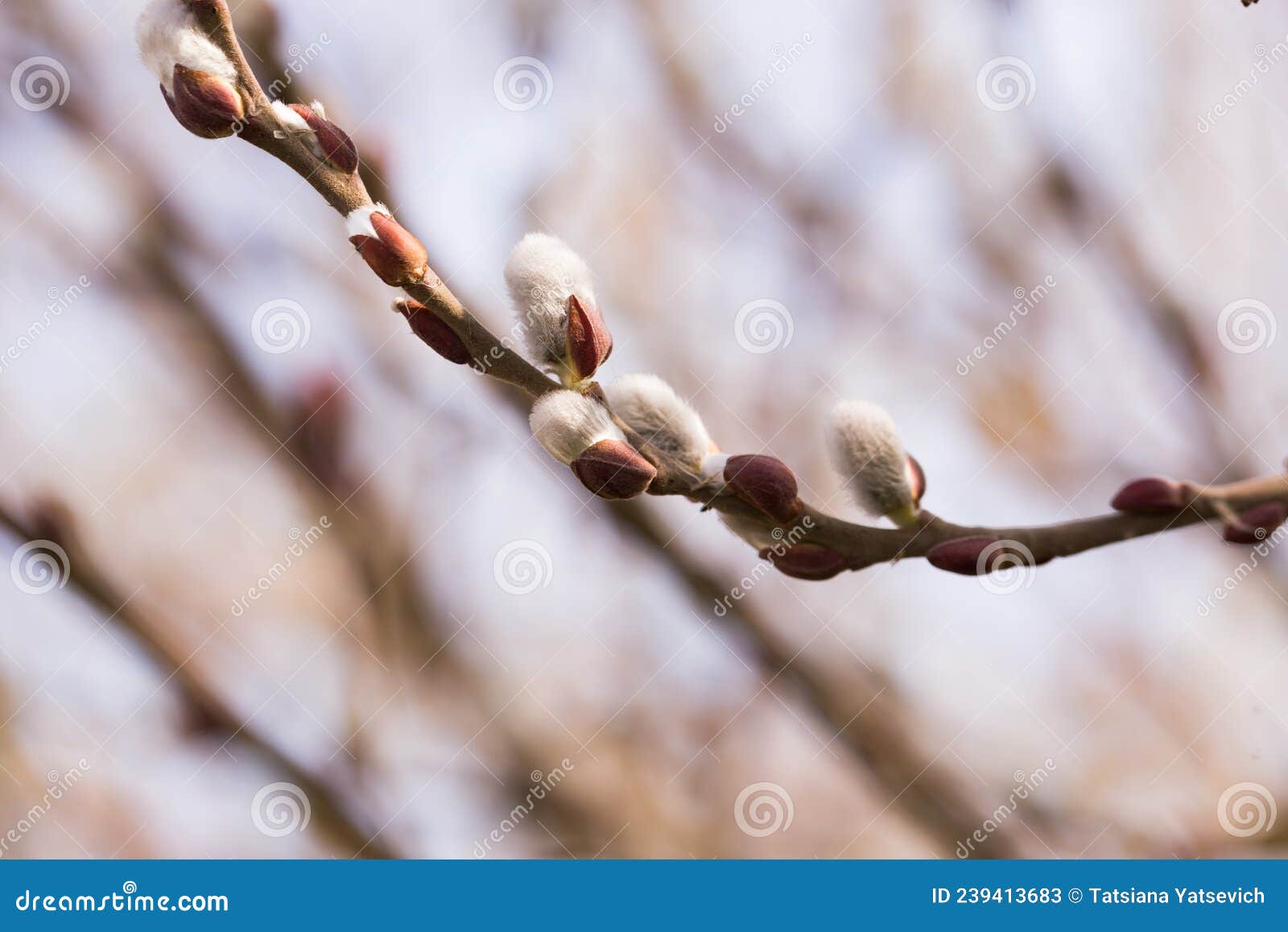 Spring Shoots on Salix Branches Stock Image - Image of branch, vela ...