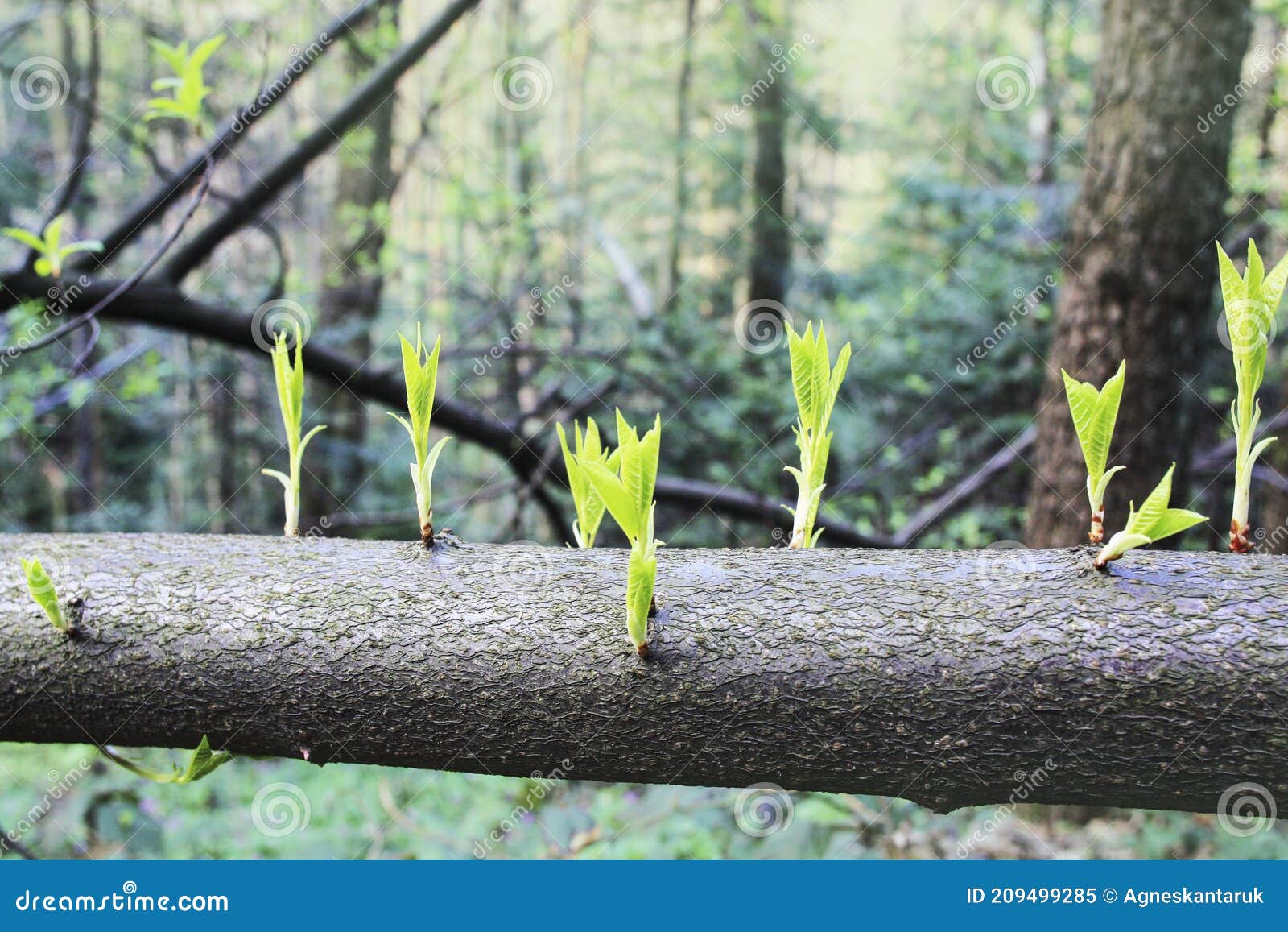 Spring Shoots on Tree Trunk Stock Image - Image of fresh, gardening ...