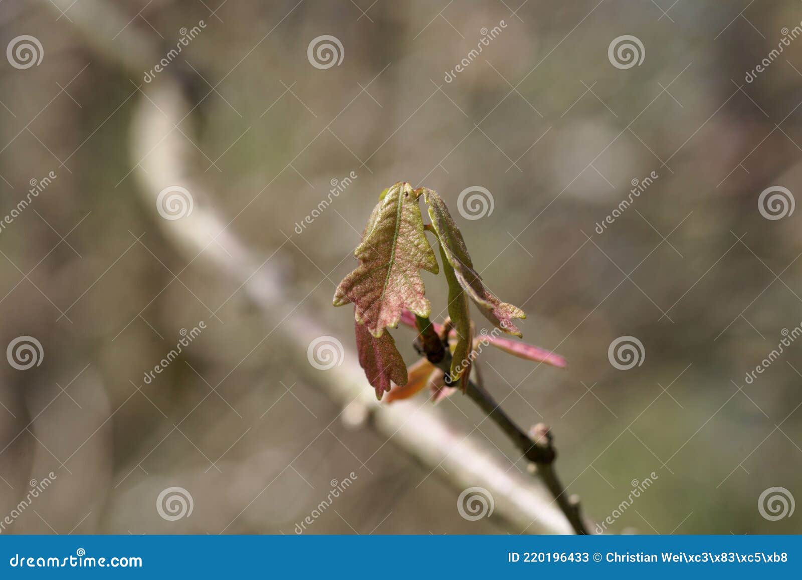 Spring Shoots of a White Oak, Quercus Alba Stock Image - Image of ...