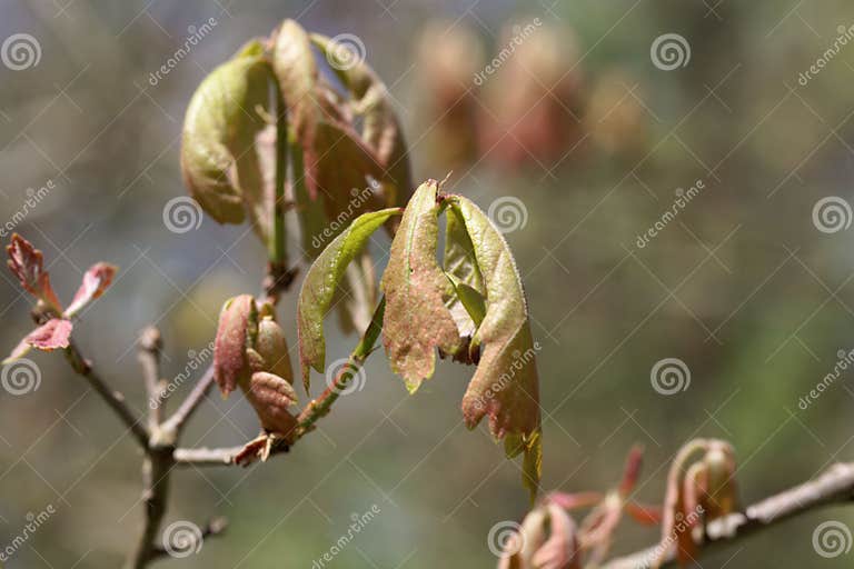 Spring Shoots of a White Oak, Quercus Alba Stock Photo - Image of ...