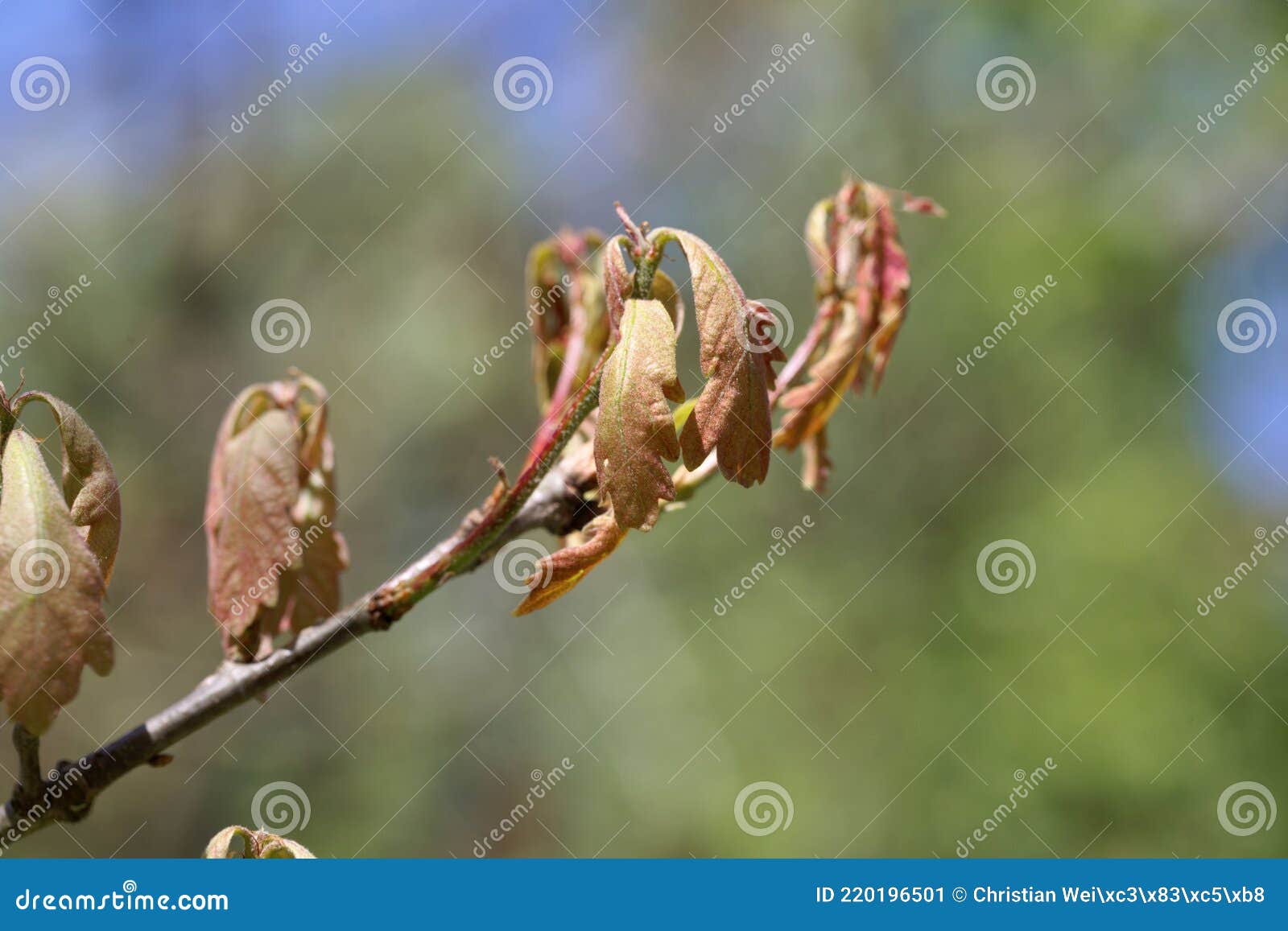 Spring Shoots of a White Oak, Quercus Alba Stock Image - Image of ...