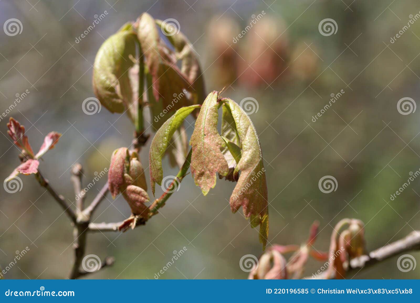 Spring Shoots of a White Oak, Quercus Alba Stock Image - Image of ...