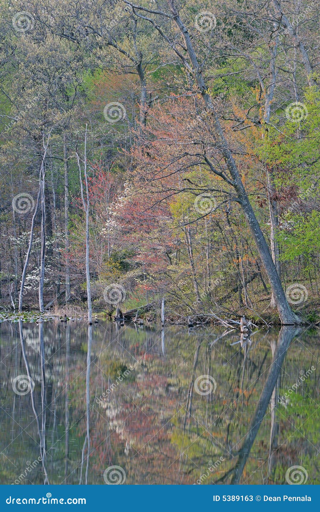 Spring Shoreline stock image. Image of shore, outdoors - 5389163