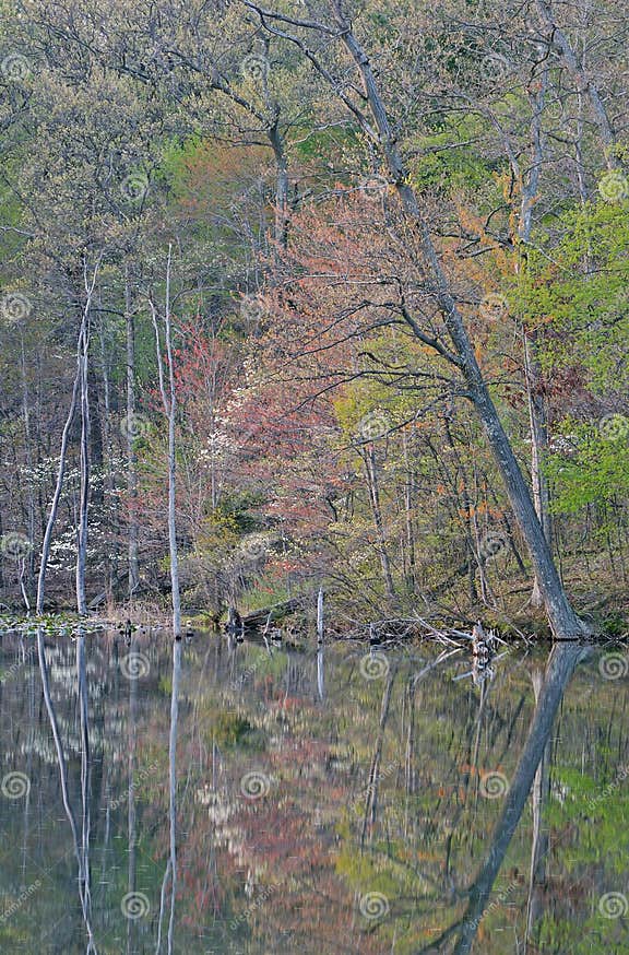 Spring Shoreline stock image. Image of shore, outdoors - 5389163
