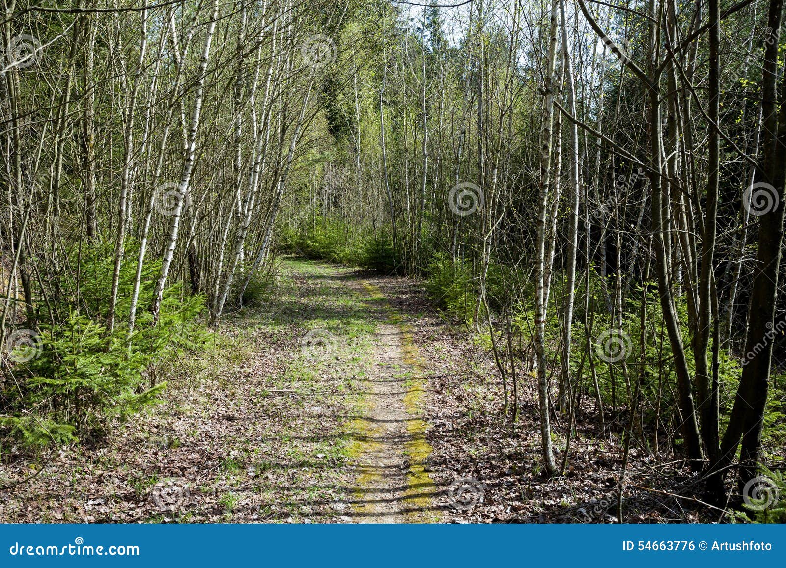 Spring Shot of Pathway in Small Young Forrest Stock Photo - Image of ...