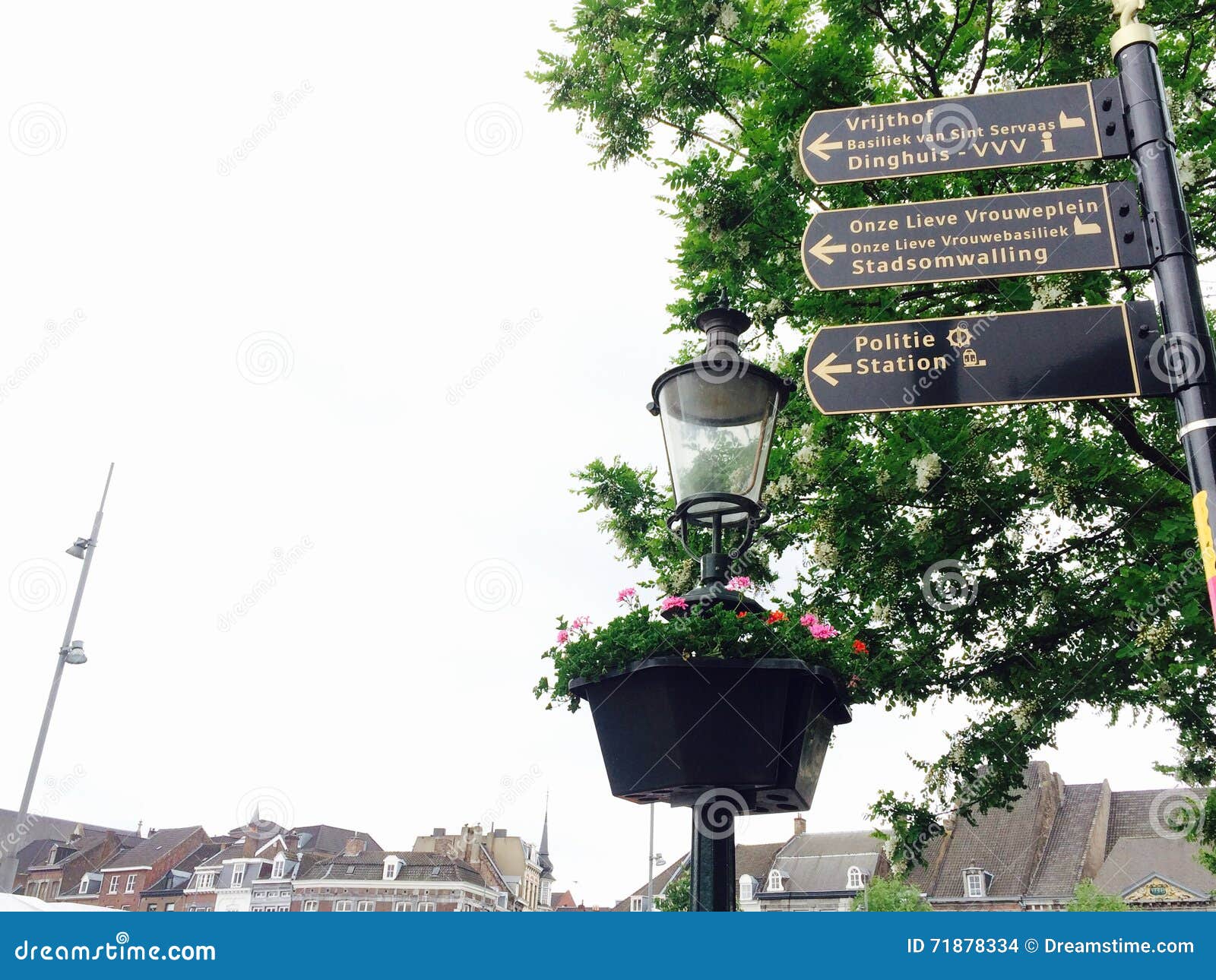 Spring stock photo. Image of maastricht, tree, spring - 71878334