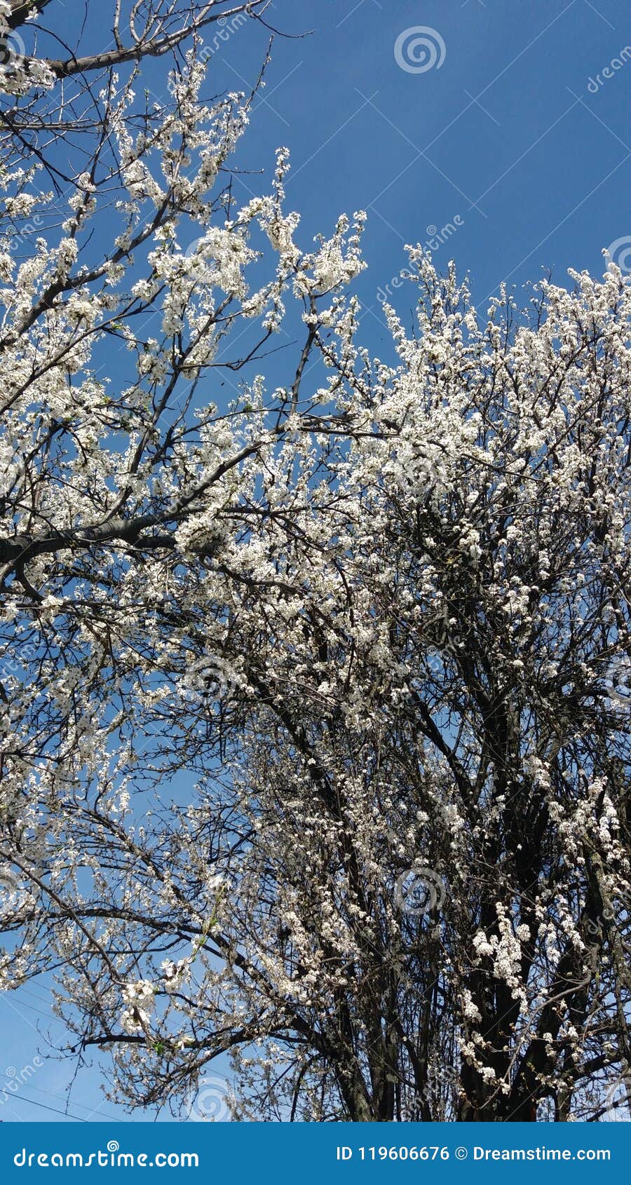 Spring stock photo. Image of spring, simple, beautiful - 119606676