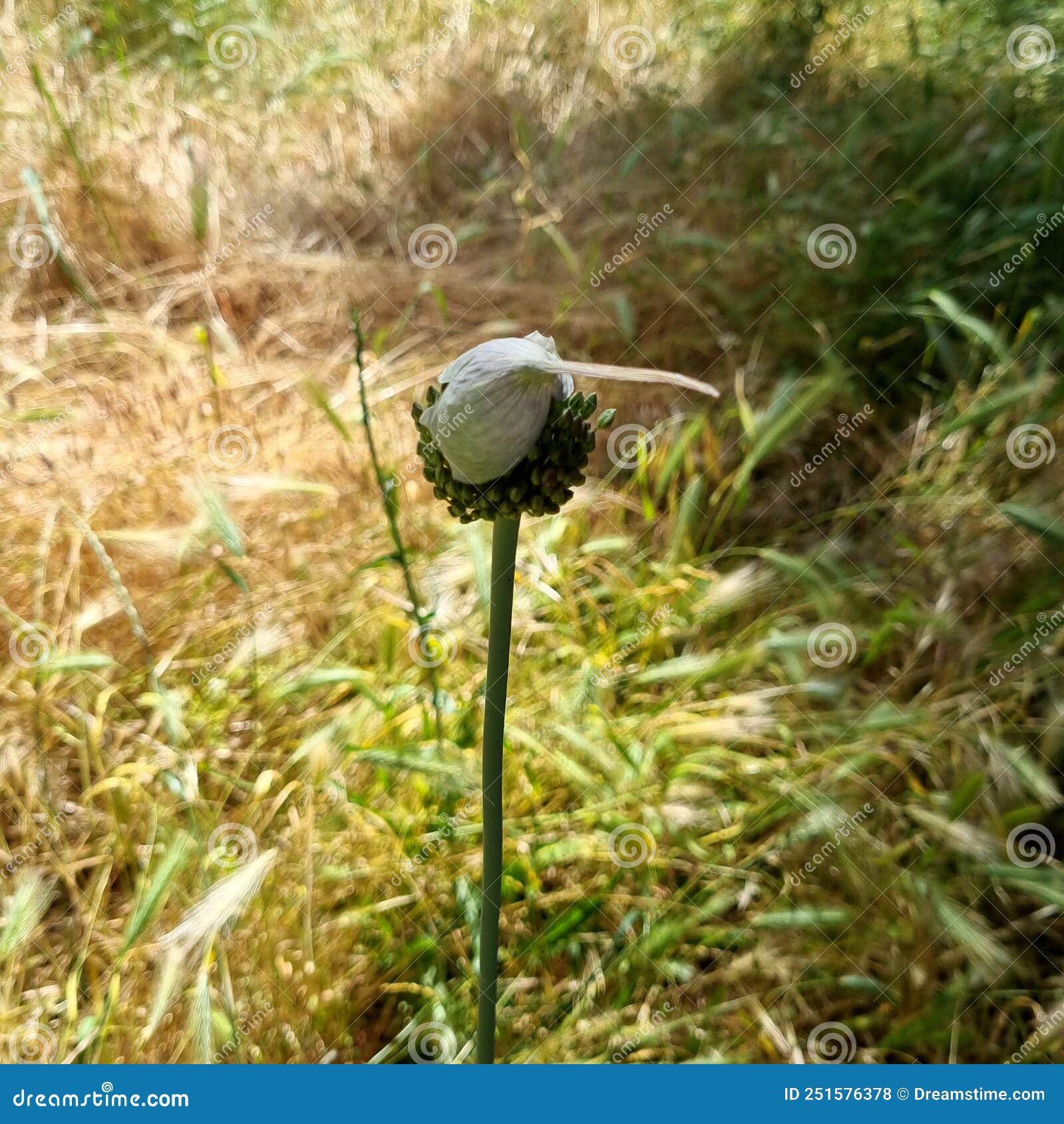 Spring singular plants stock photo. Image of leaf, meadow - 251576378