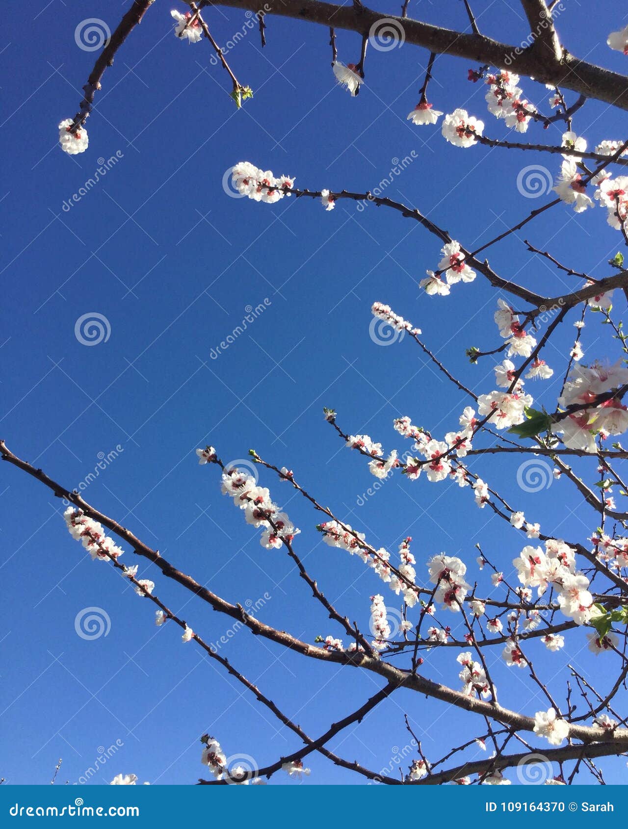 Spring skies stock photo. Image of flowers, spring, blossoms - 109164370