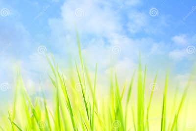 Spring Sky Background with Green Grass Stock Photo - Image of sunlight ...