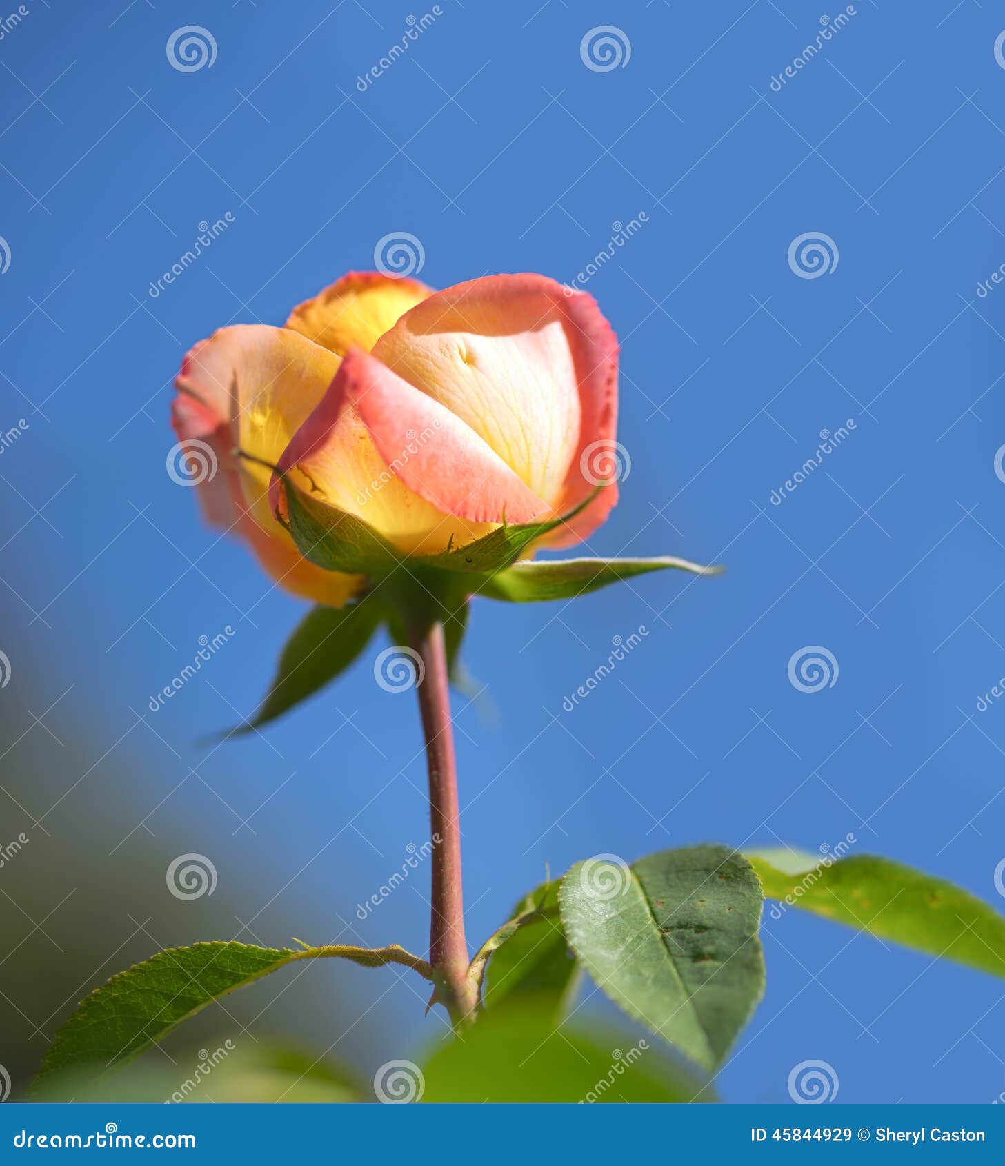 Spring Skyline Blue Sky with Rose Flower Stock Image - Image of rose ...
