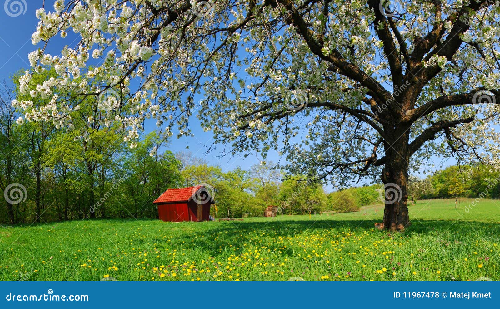 Spring in Slovakia stock photo. Image of dandelion, shelter - 11967478