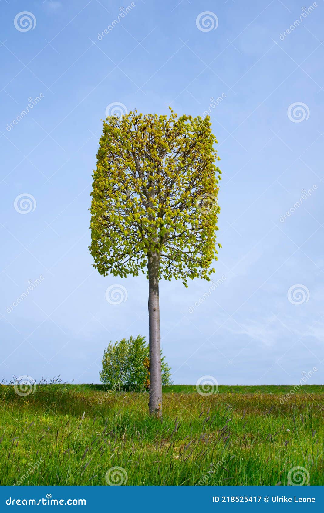 In Spring, a Small Beech Tree, the Crown of Which is Cut into a Cube ...
