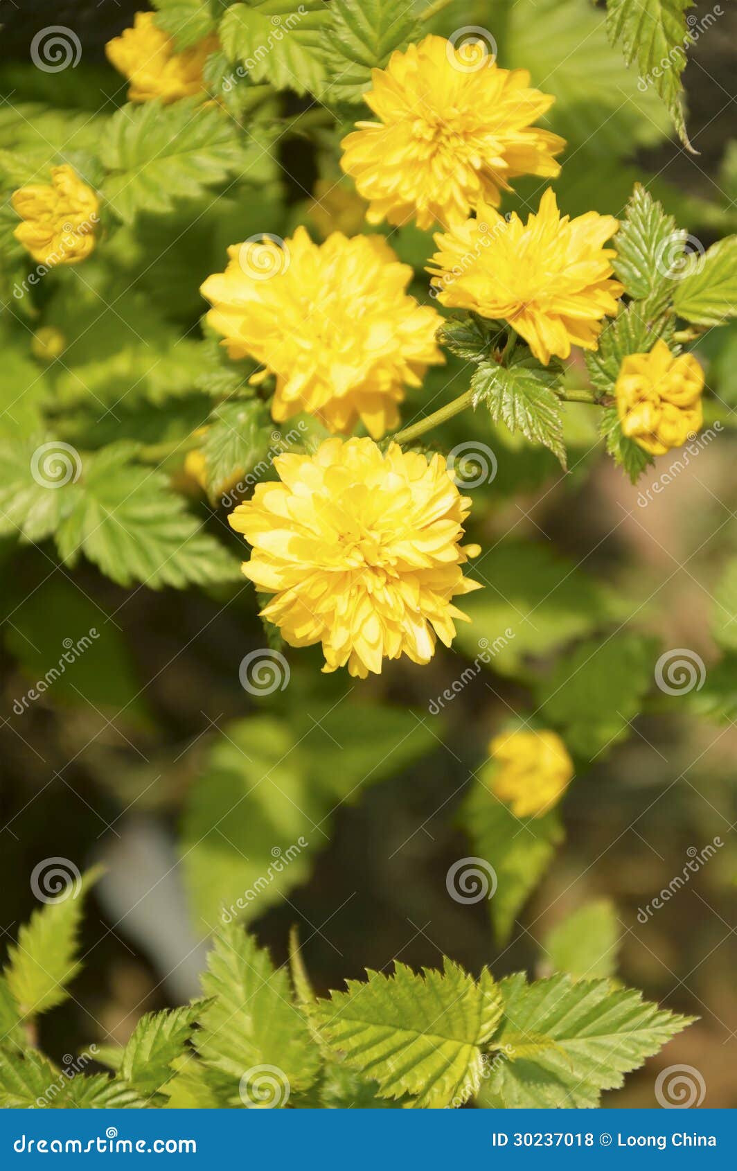 Small Flower and Leaves in Spring Stock Photo - Image of flower, bloom ...