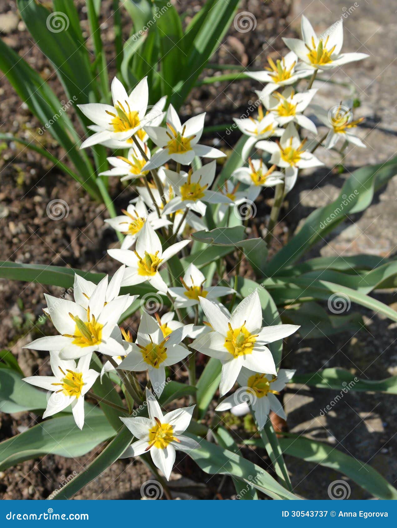 Spring small white flowers stock image. Image of botany - 30543737