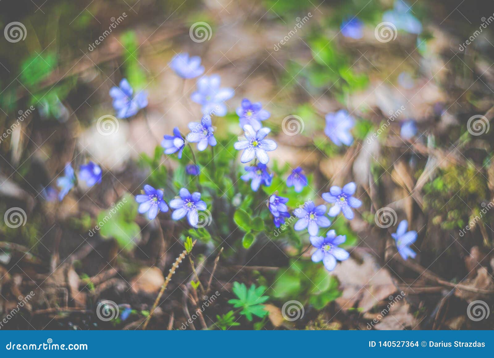Spring Smell Violets in Bloom Stock Photo - Image of closeup, beauty ...
