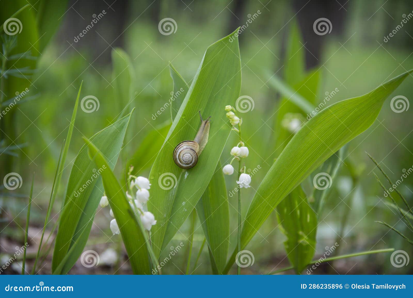 In Spring, a Snail Crawls Along the Lily of the Valley in the Forest ...