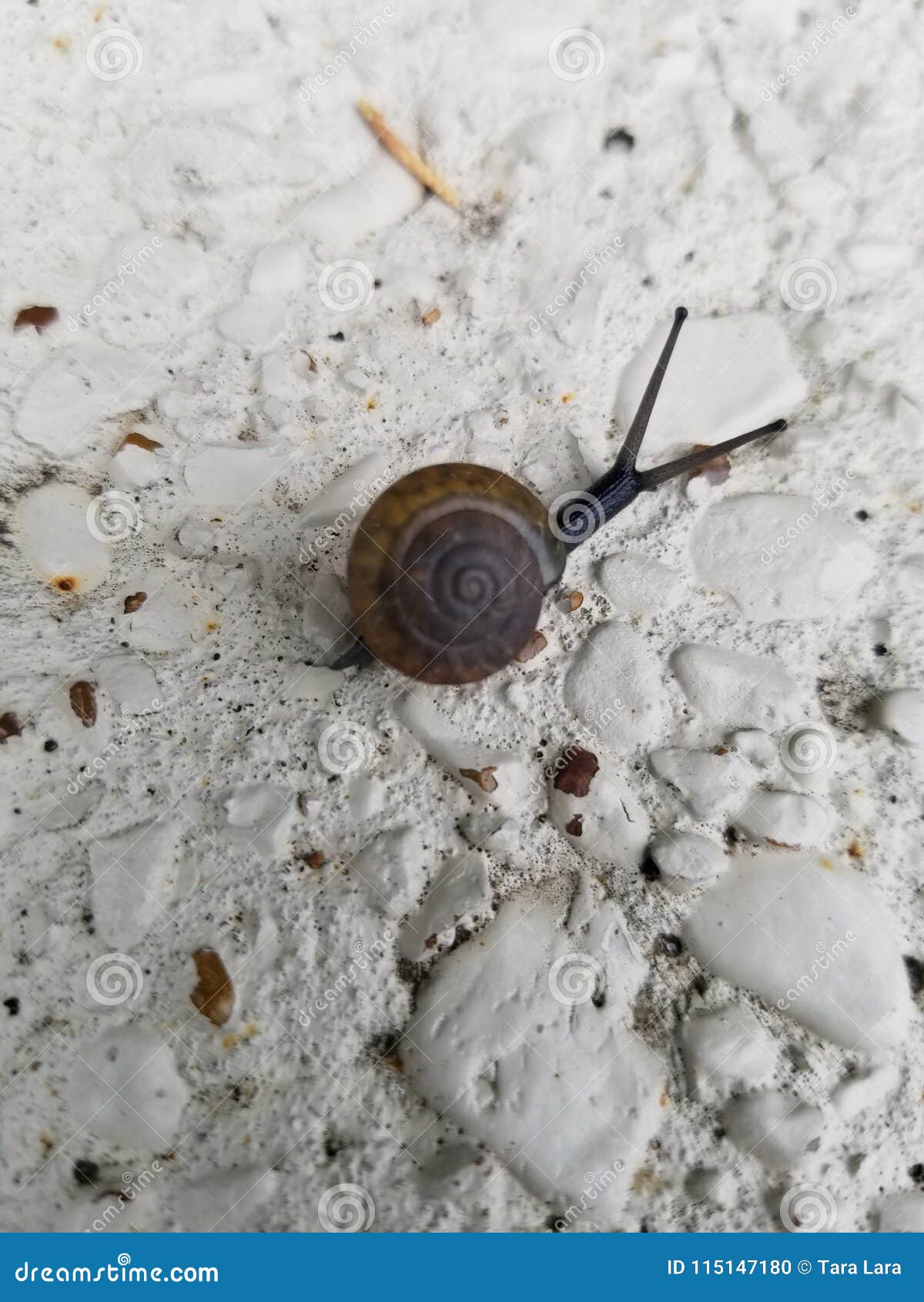 Spring snail stock photo. Image of slowpoke, spring - 115147180