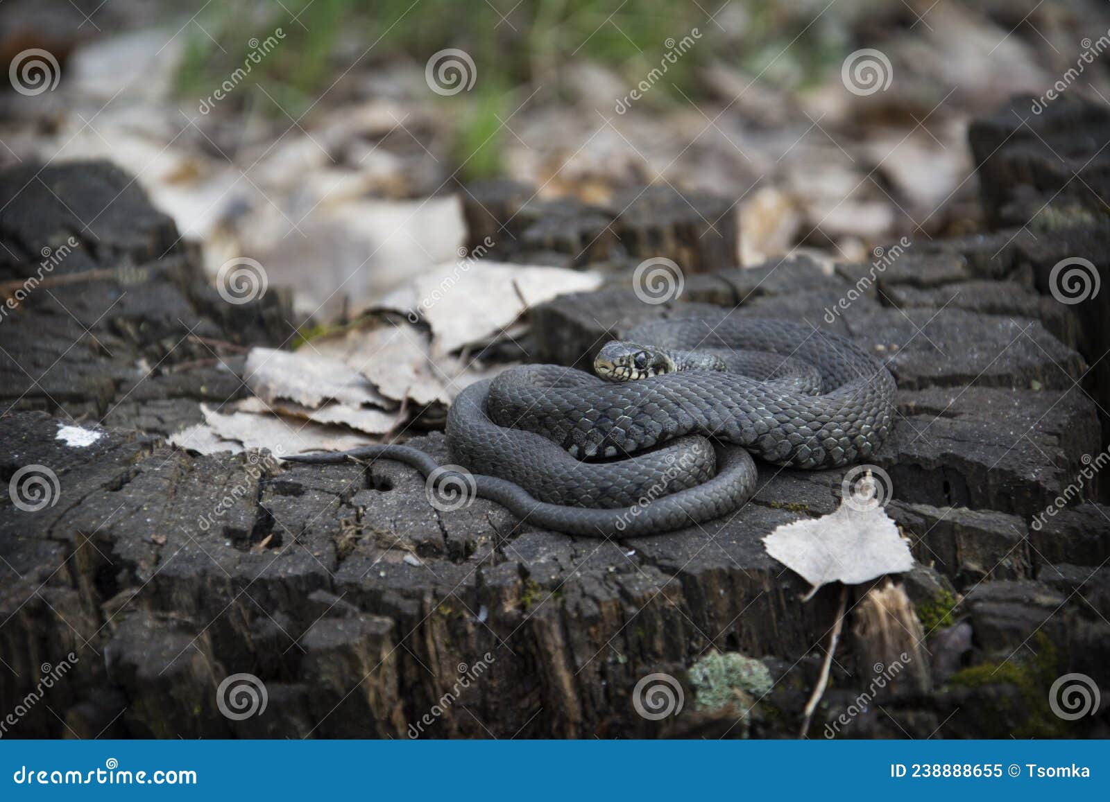 In the Spring, a Snake Lies on a Stump in the Forest Stock Image ...