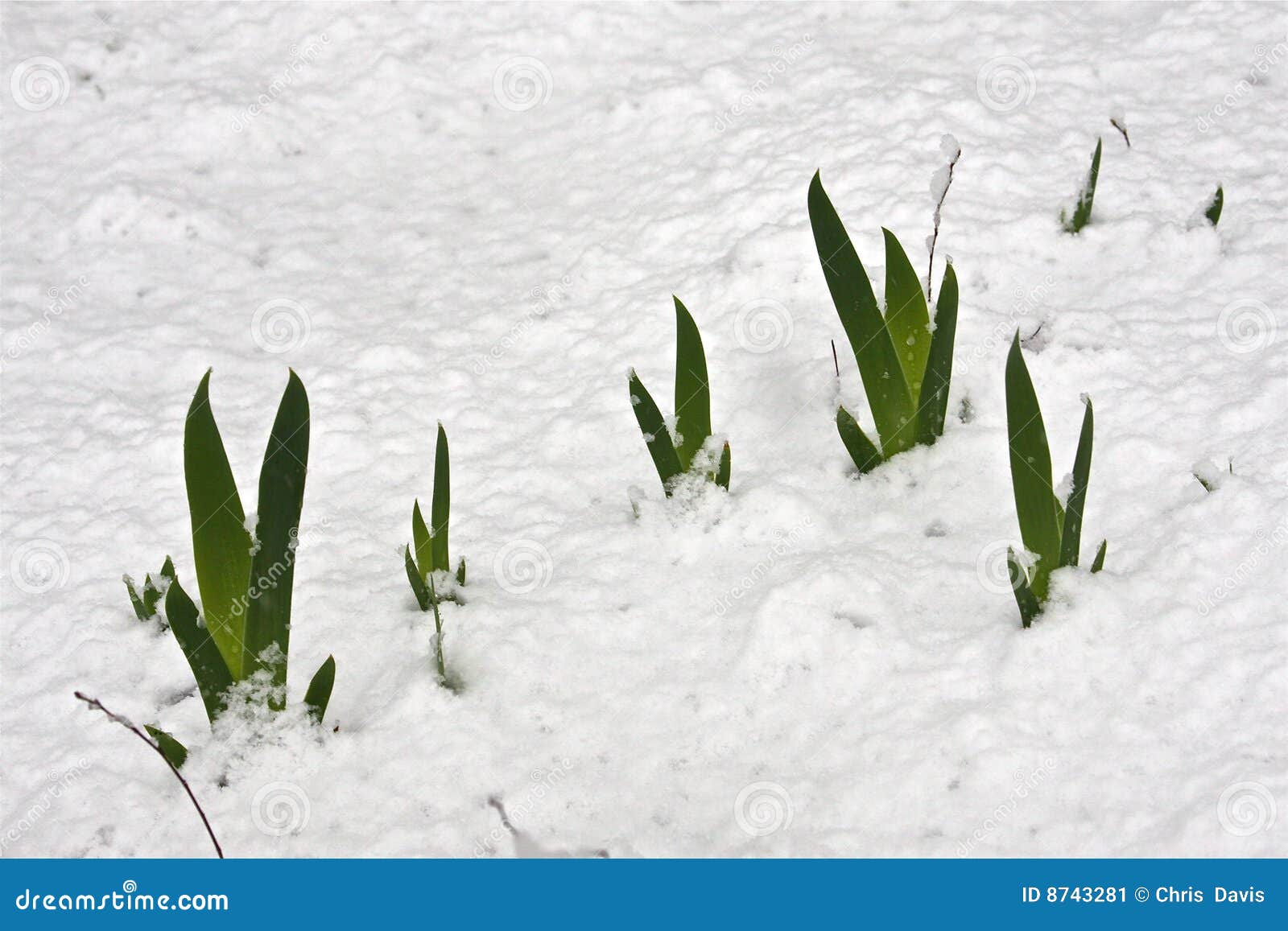 Spring Snow stock image. Image of plants, flakes, spring - 8743281