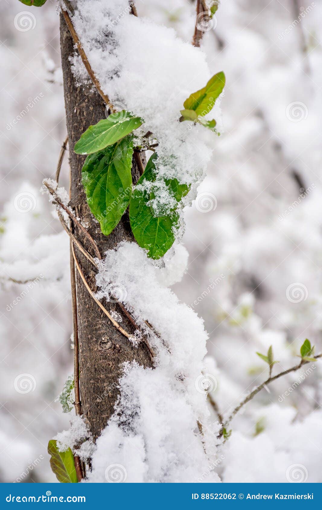 Spring and Snow stock photo. Image of cold, spring, plants - 88522062