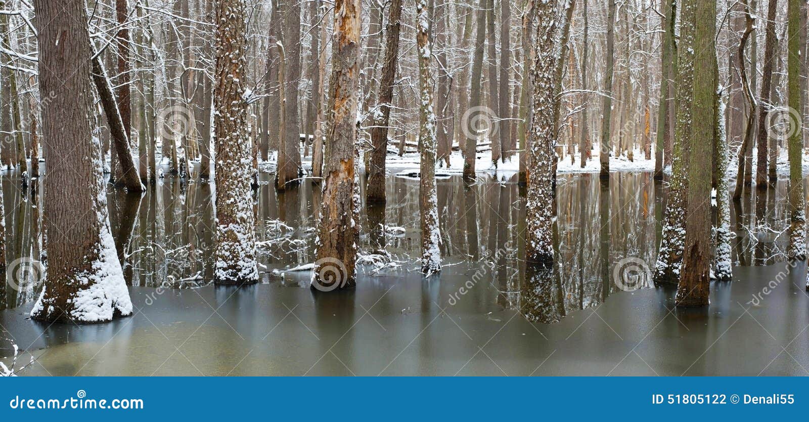 Spring snow in forest. stock photo. Image of colorful - 51805122